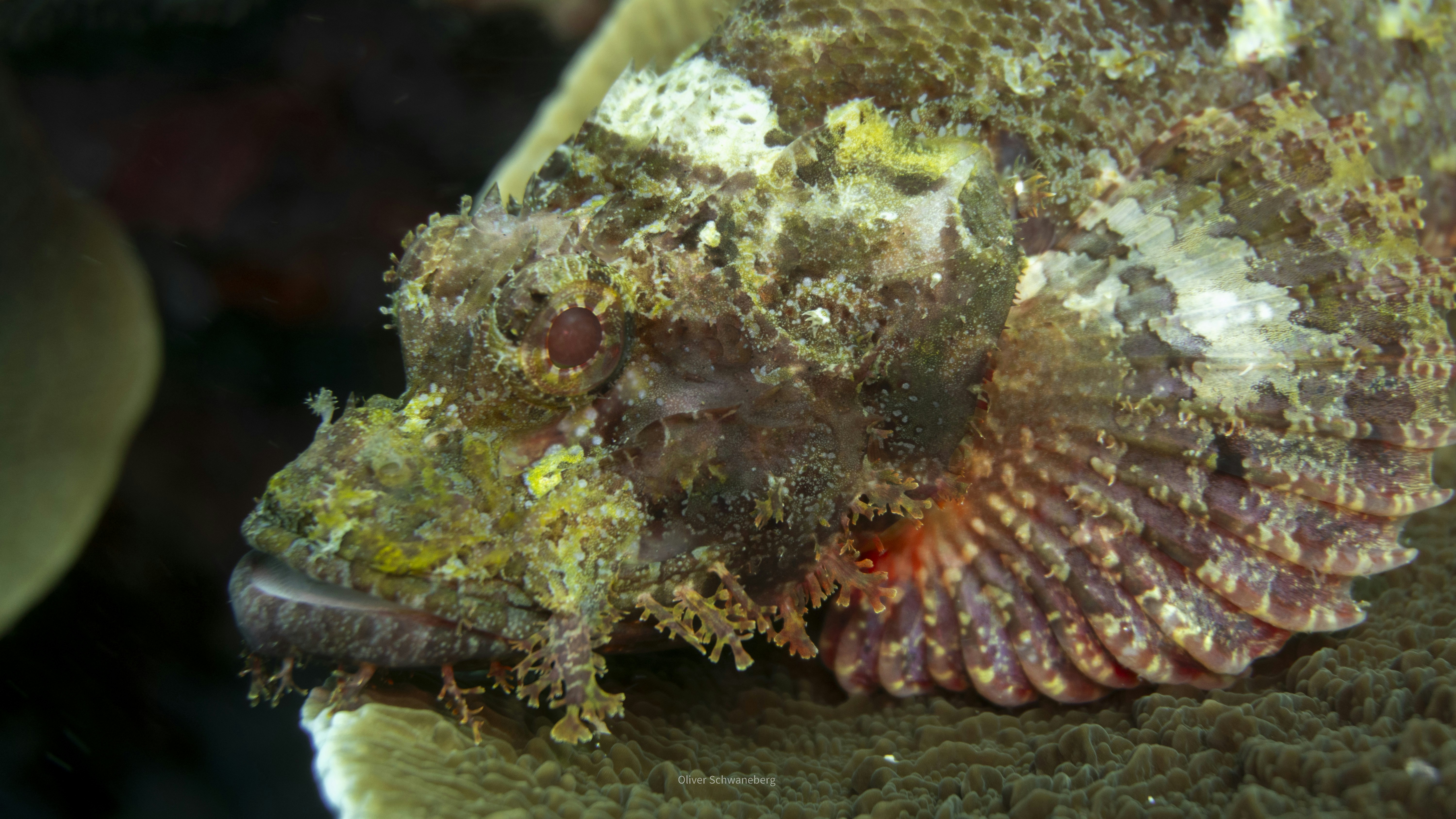 Camouflaged Predator: A Close-Up of a Leafy Fish with Frilled Texture