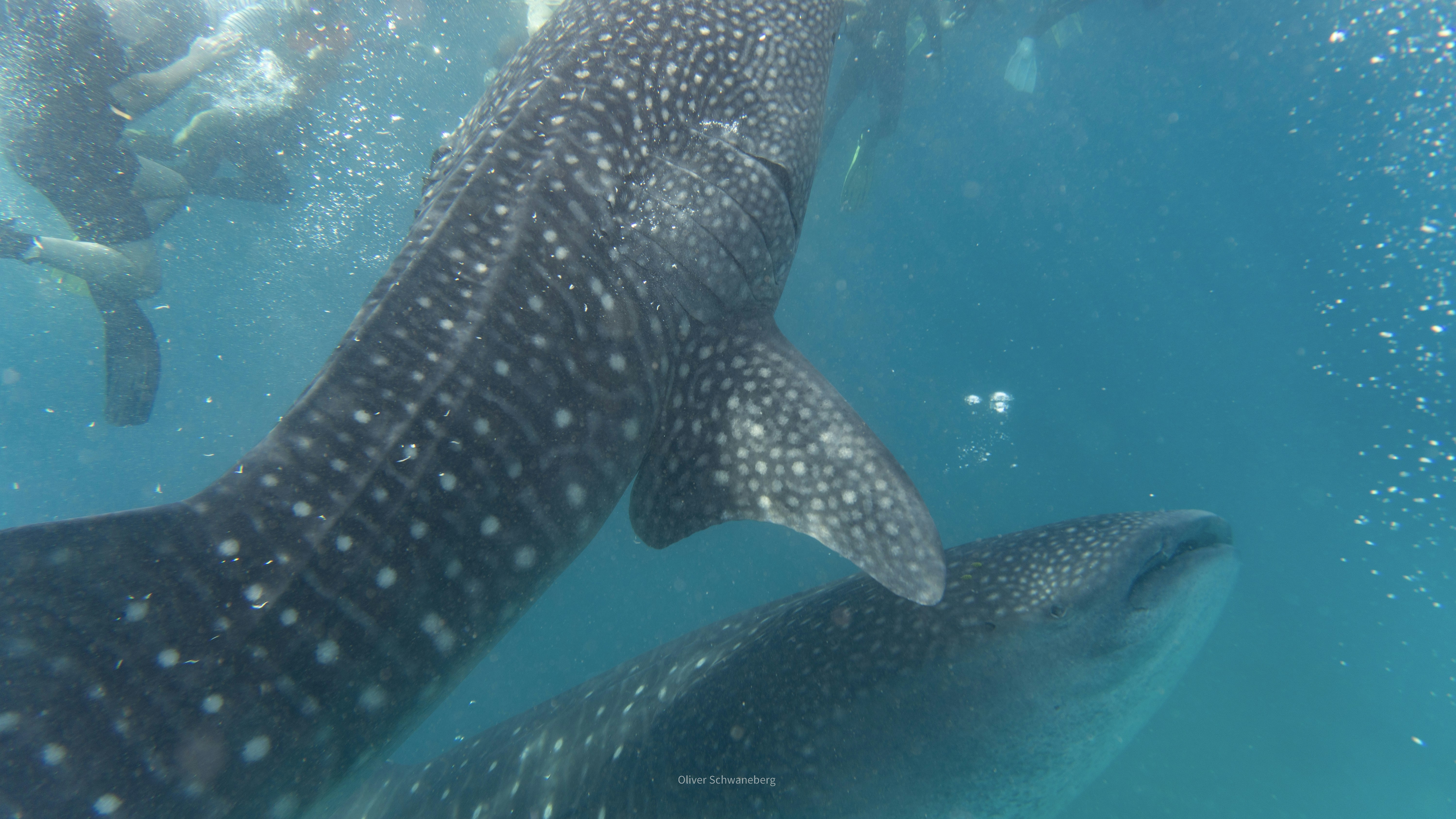 Whale Shark Silhouette: Benign Giant Gliding Through Turquoise Depths