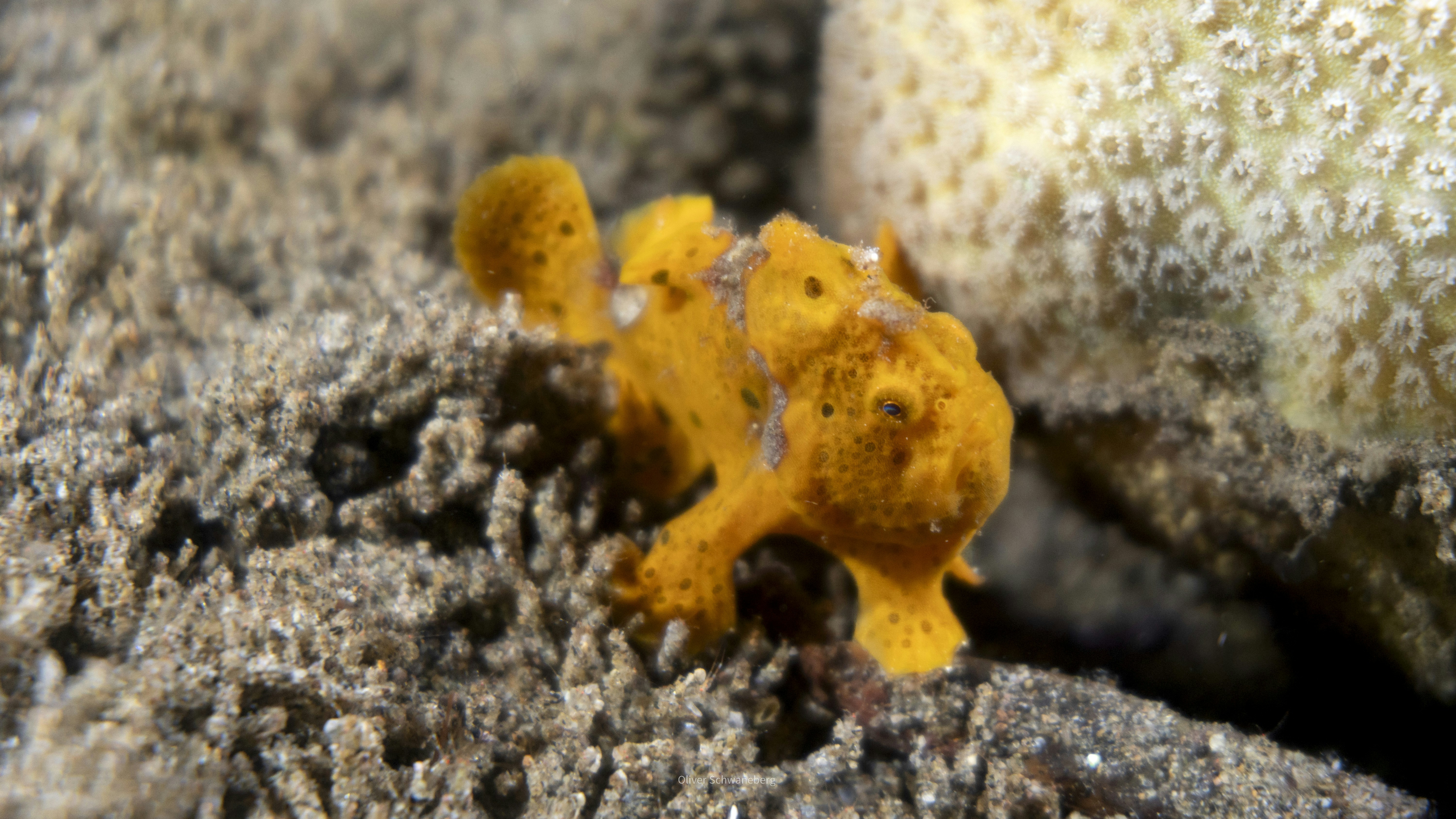 Yellow pygmy seahorse on textured coral