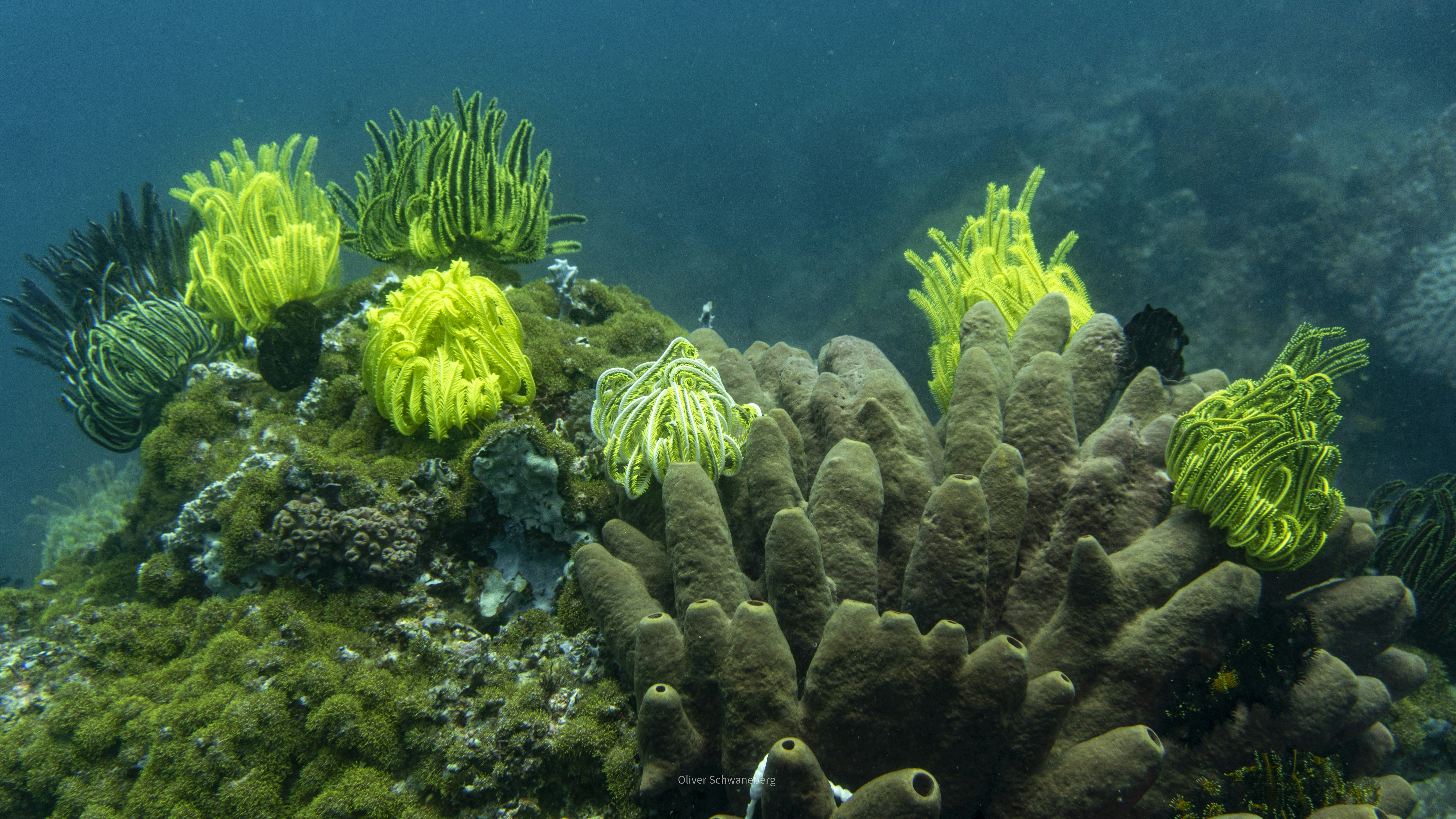 Luminous Demersal Meadow: Neon Coral and Sea Fans Over a Tanned Reef