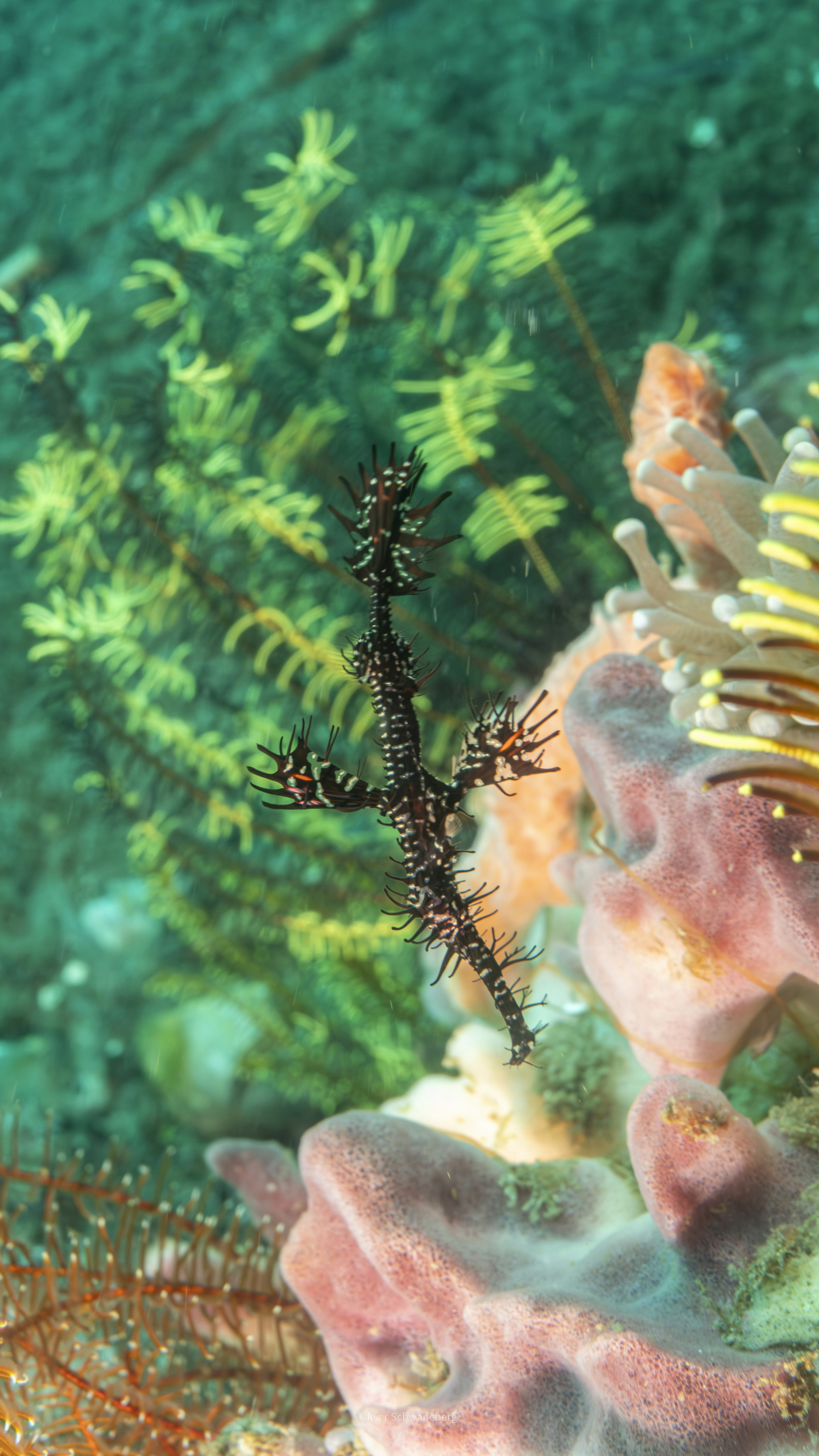 Black branching coral with delicate sea fan backdrop amid vibrant reef hues