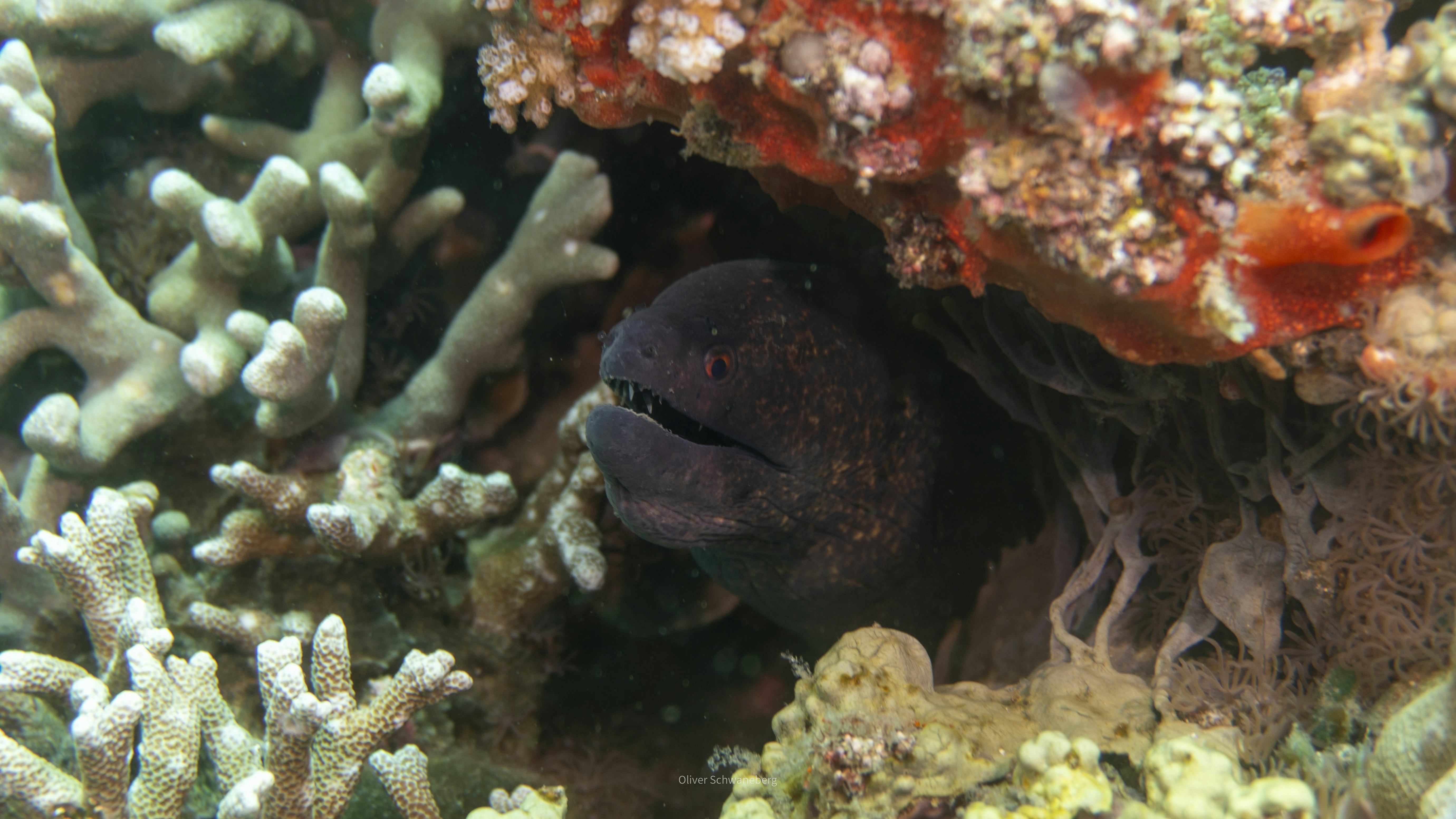 Hidden Predator in Coral Maw