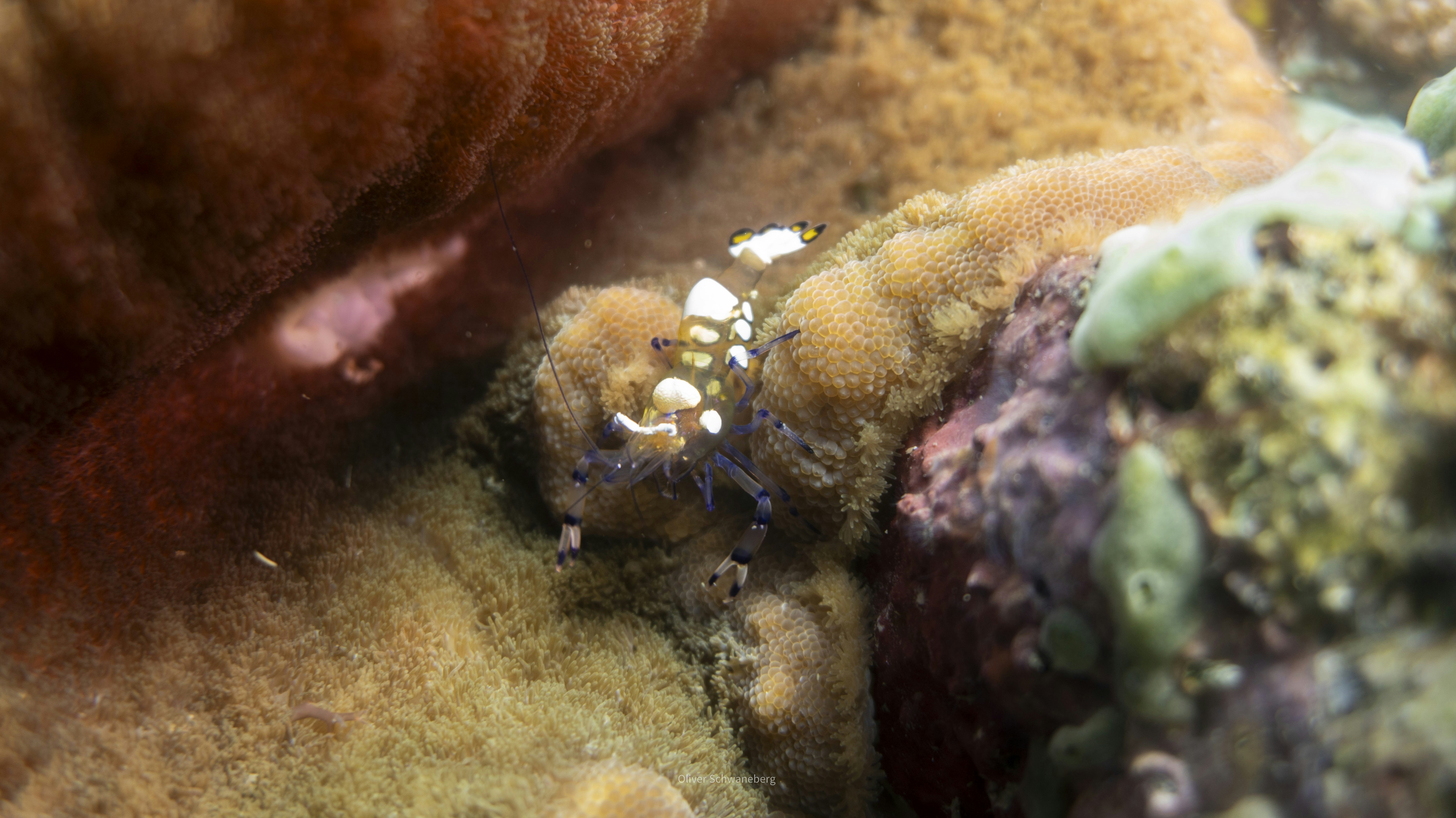 Blue-ringed shrimp on a coral ledge