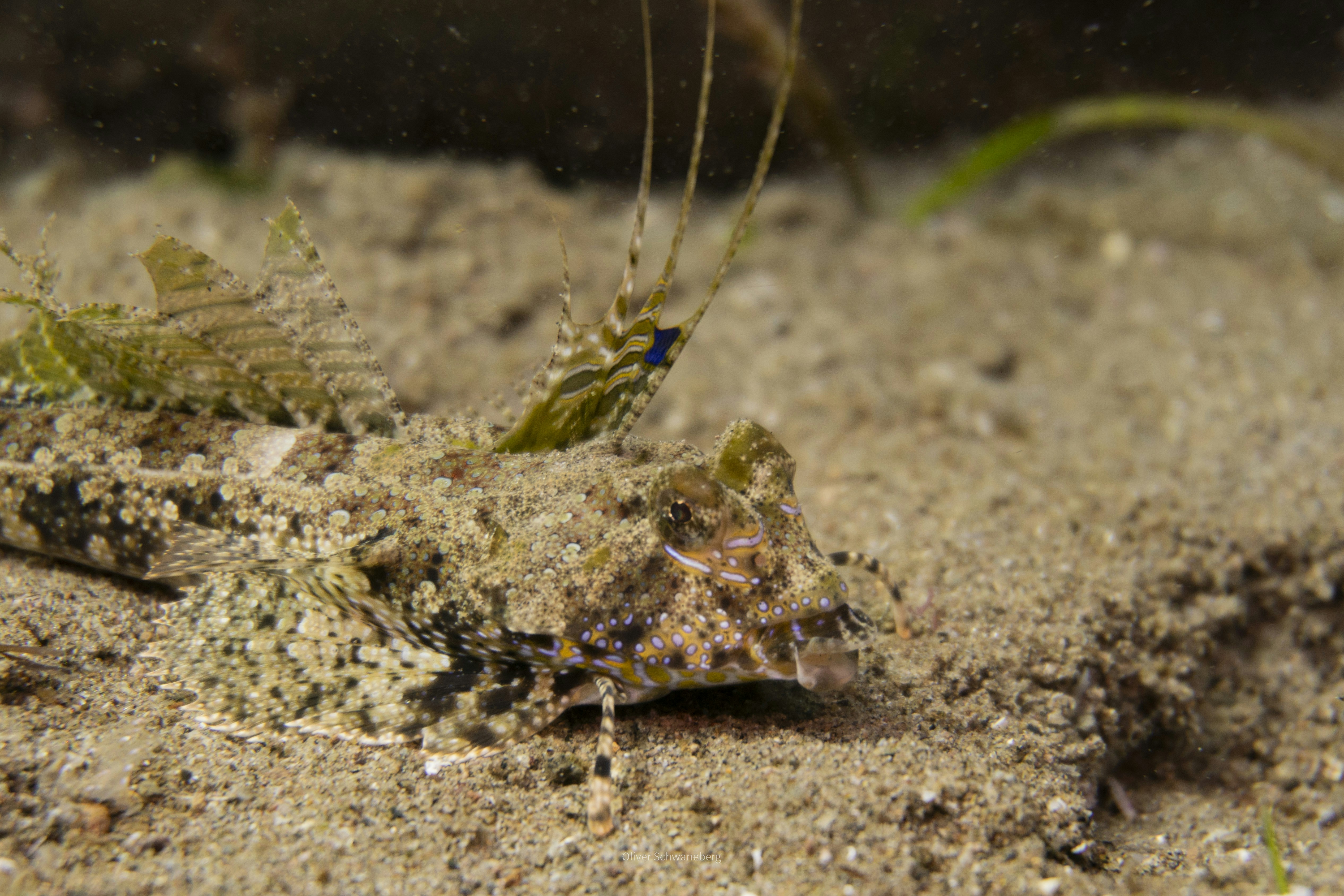 Camouflaged Critter Beneath the Sand: A Close Encounter