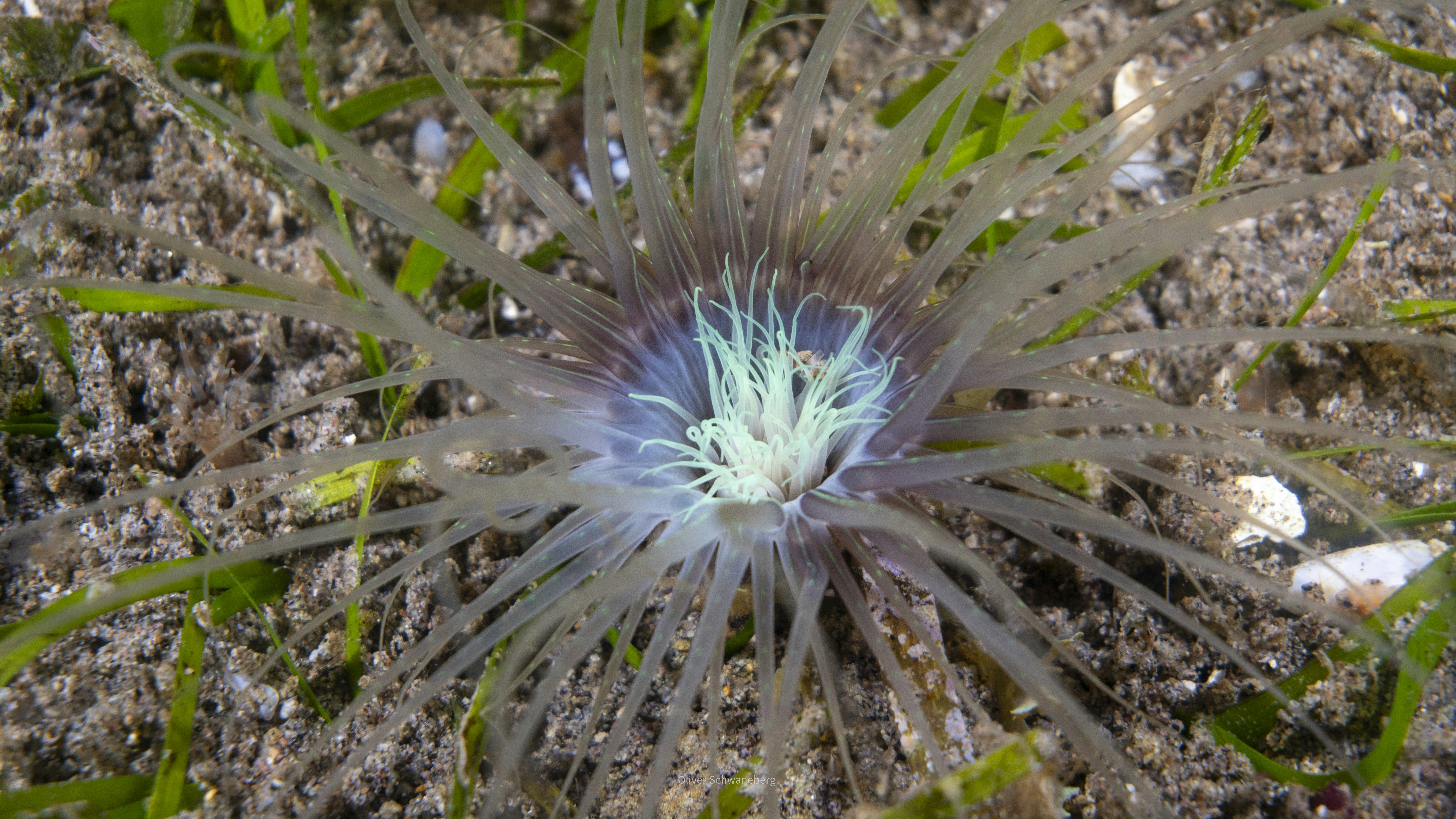 Iridescent Petal Crown: A Blooming Starflower Emerges from Sand