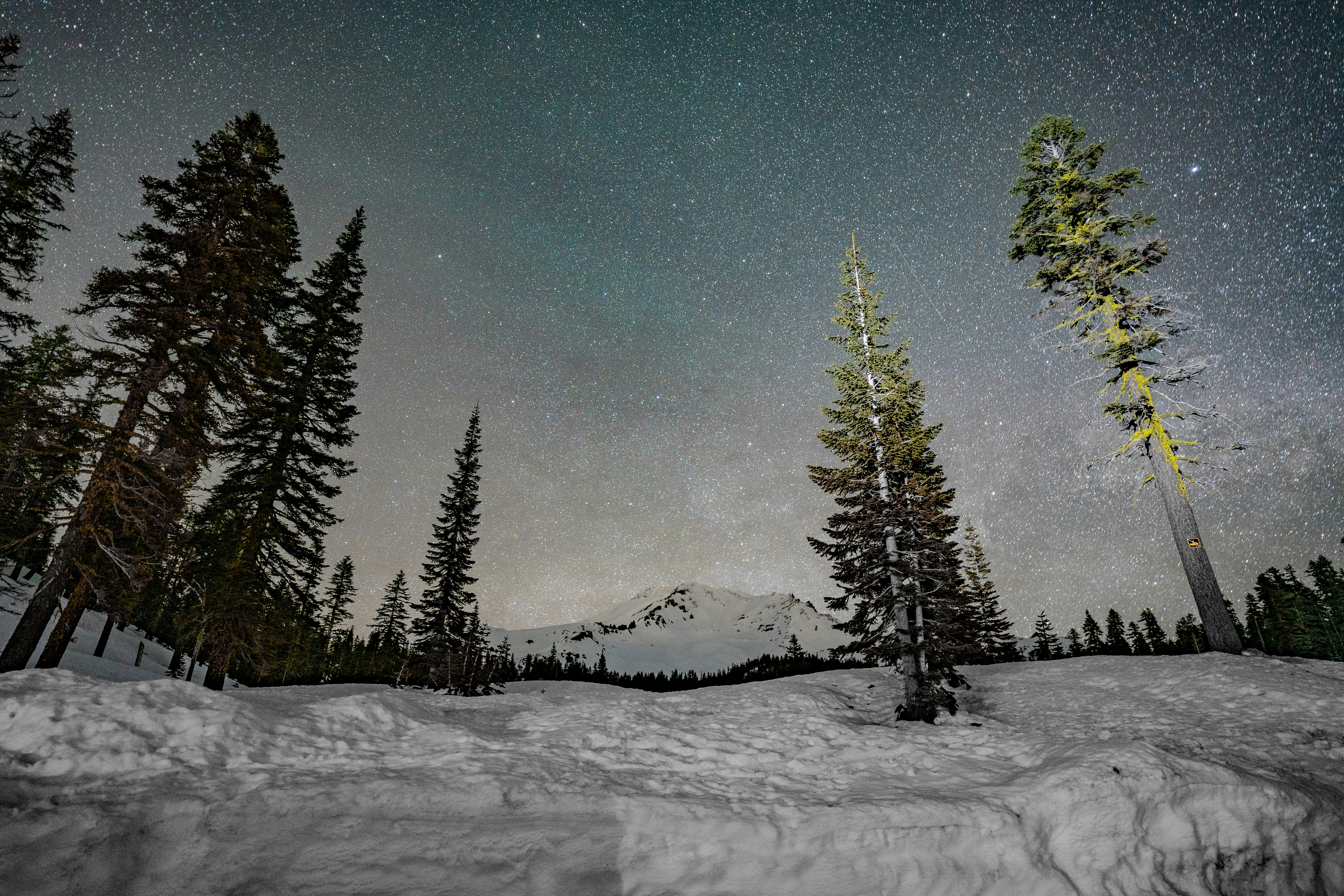 Stellar Nightfall: Starry Sky Over Snowbound Pines