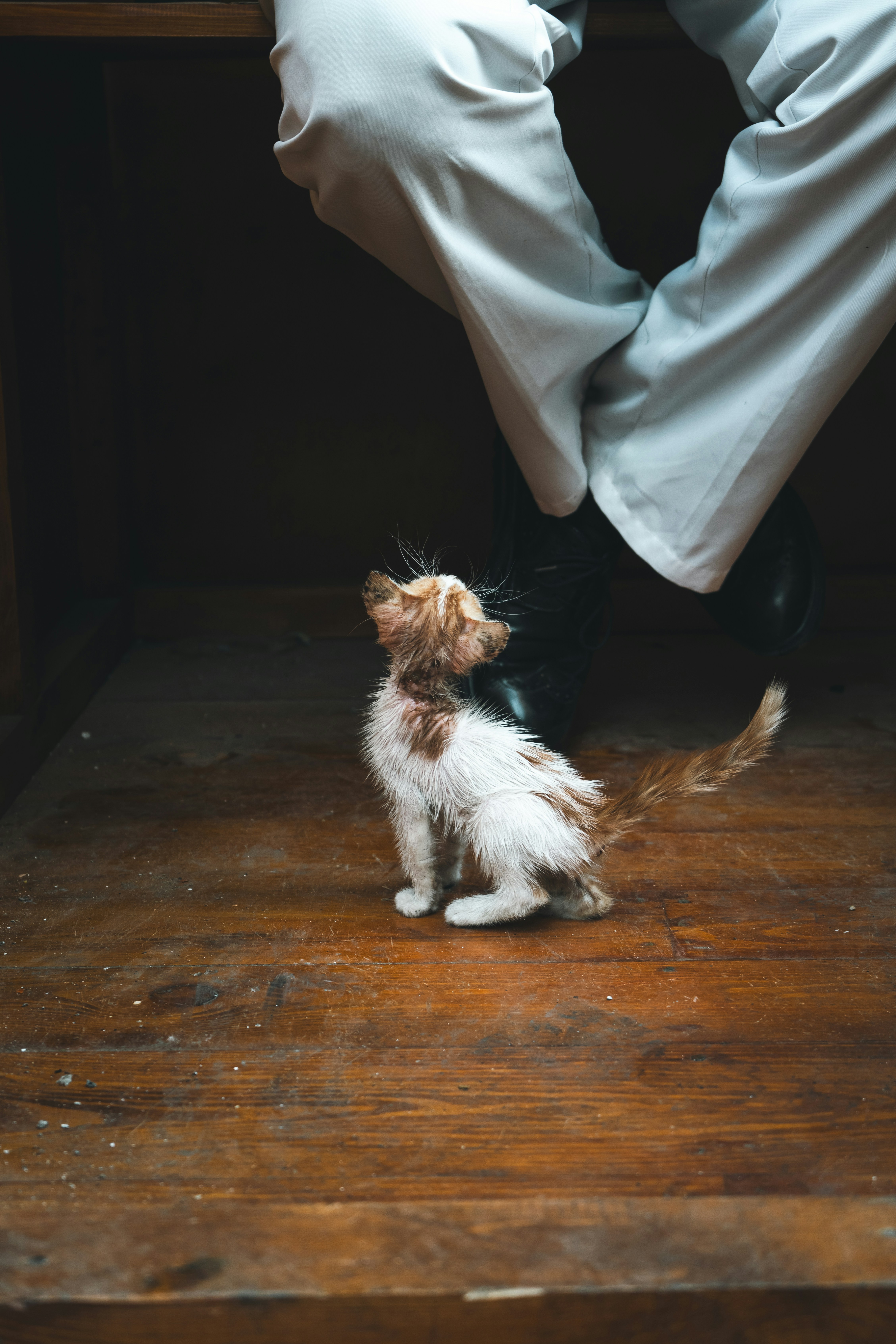 Tiny Tail, Big Moment: A Pup Keeps Watch Under Gentle Footsteps