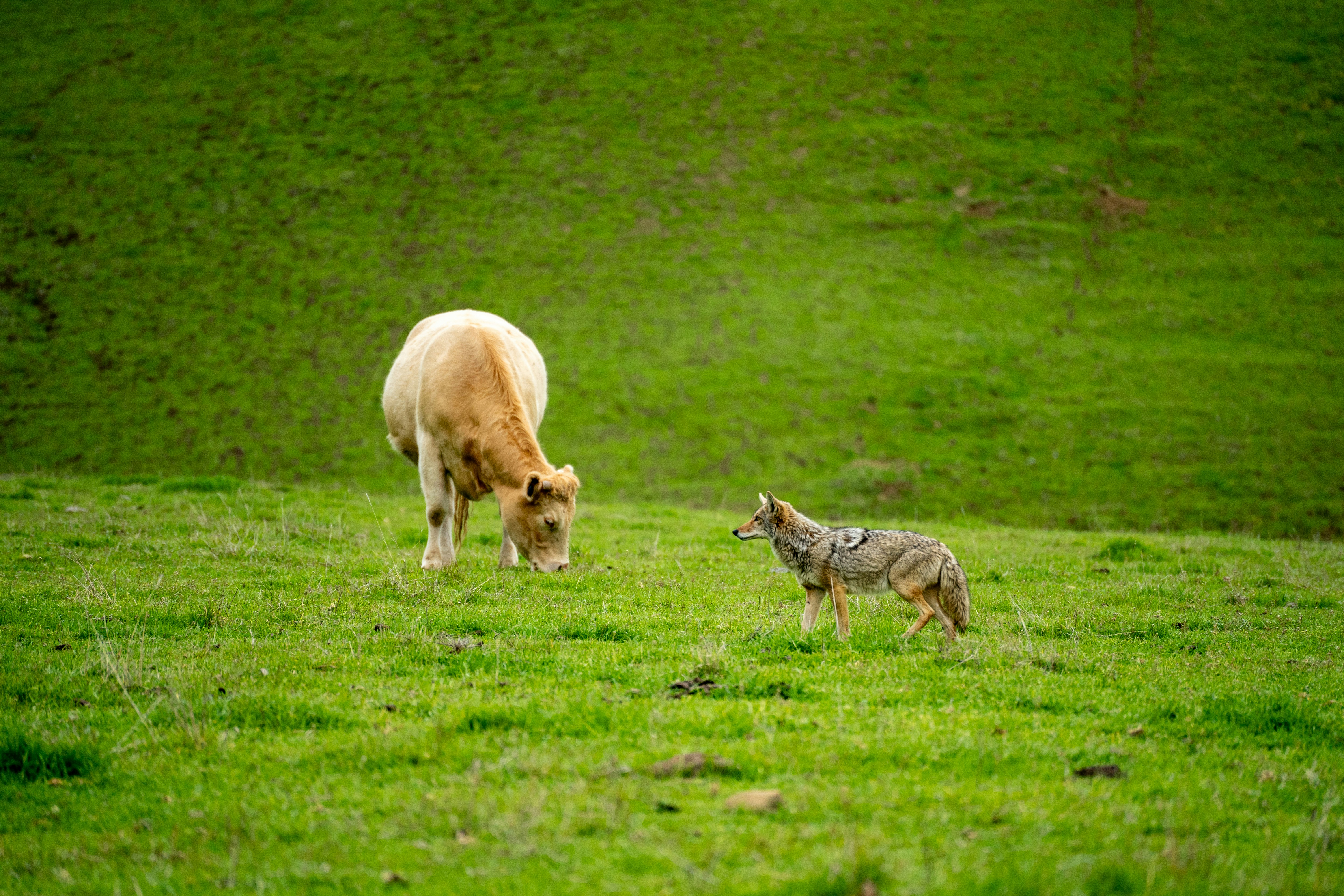 Pasture Encounter: Wolf and Cow in a Quiet Meadow