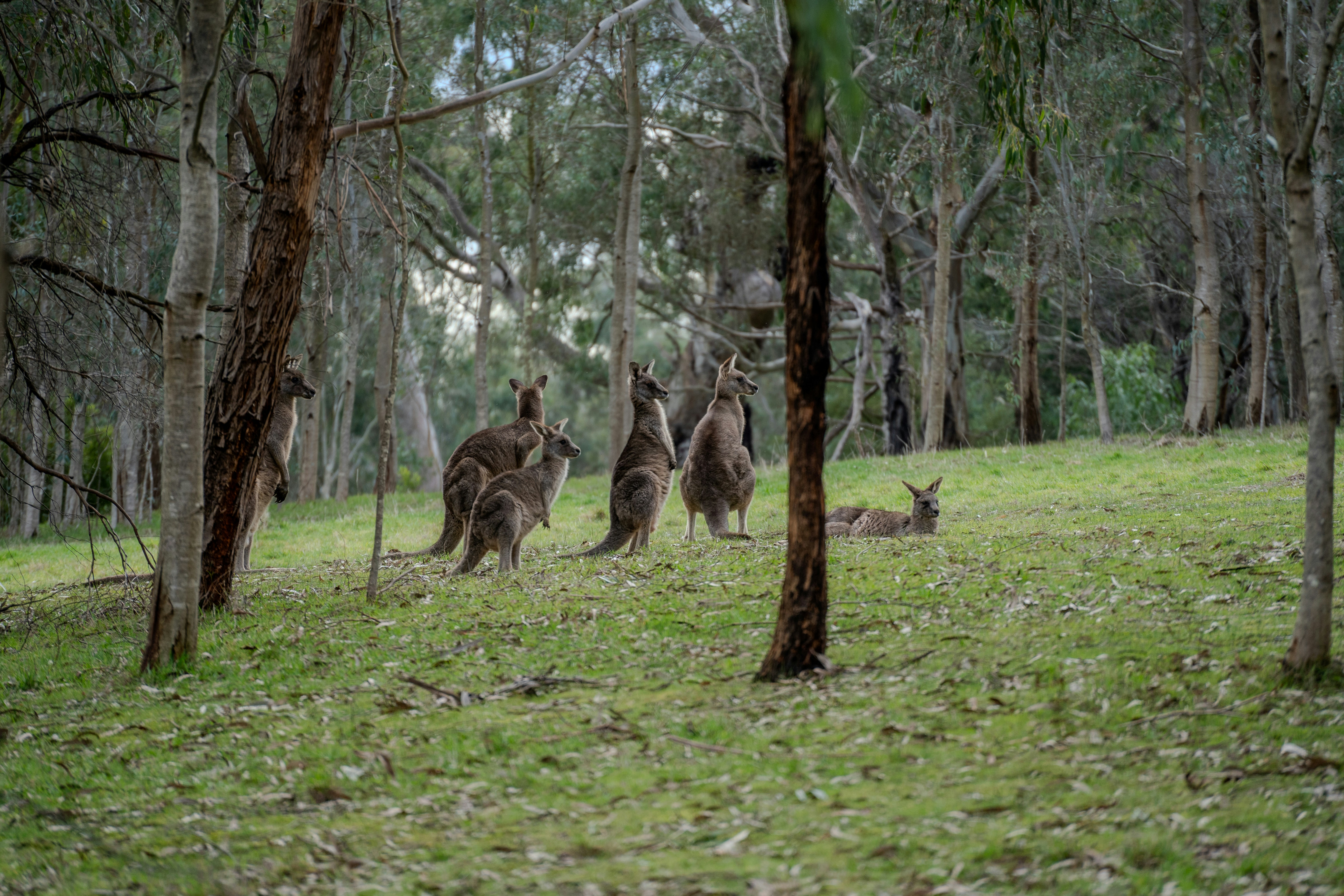 Kangaroo Court in an Orchard: A Small Herd pauses in a sunlit clearing