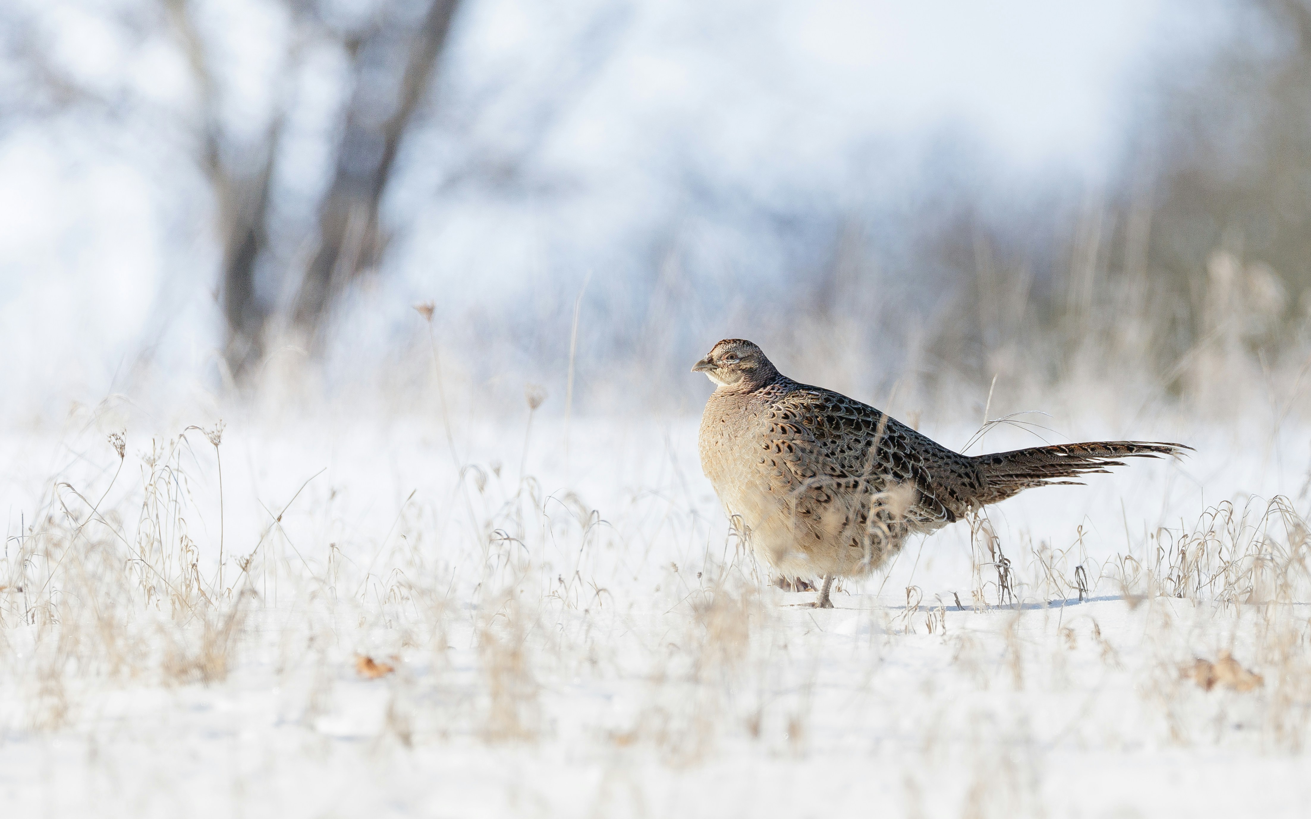 Snowbound Grouse: A Stoic Shoreline Sentinel