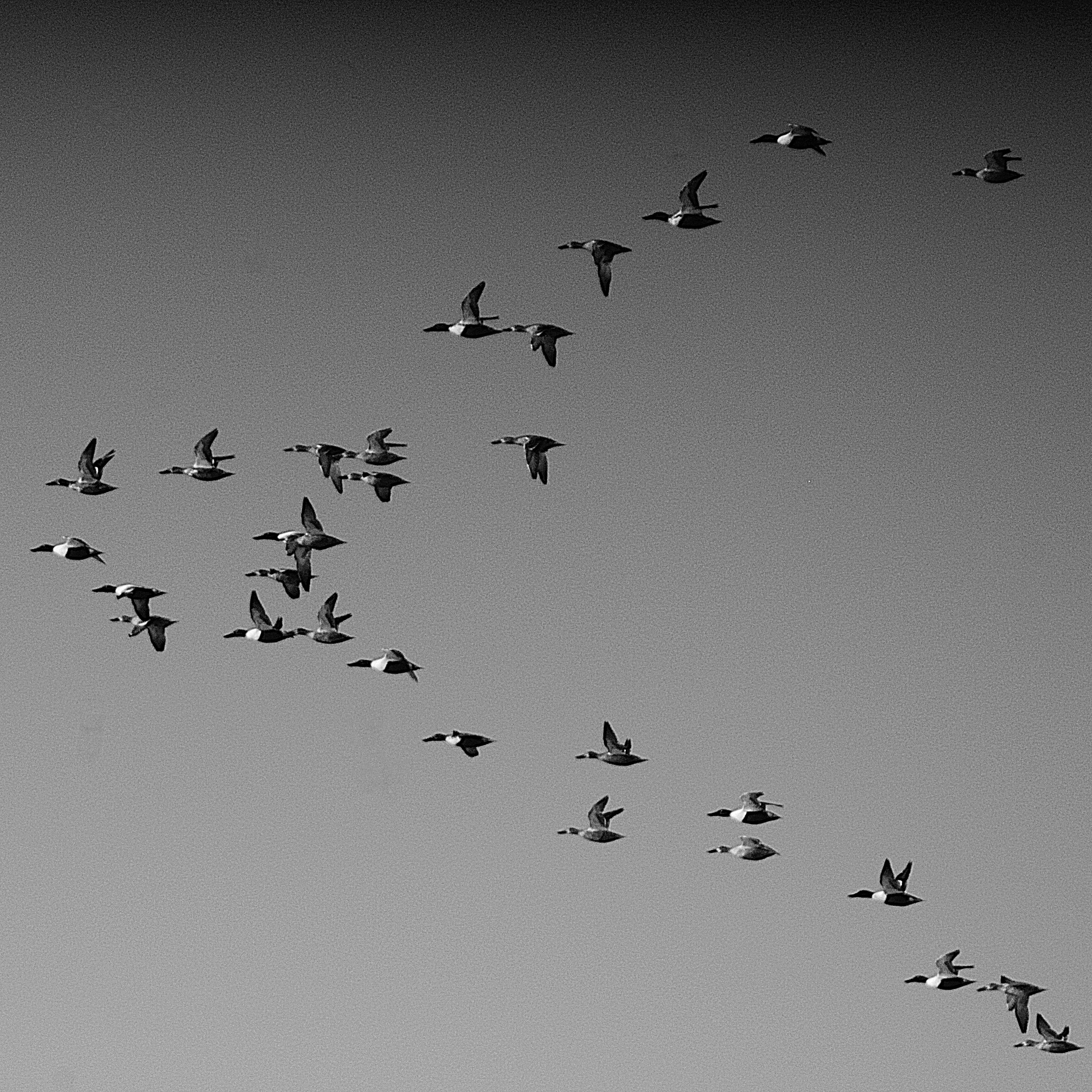 V-formation Rise: a flock of grayscale swallows tracing a fading horizon