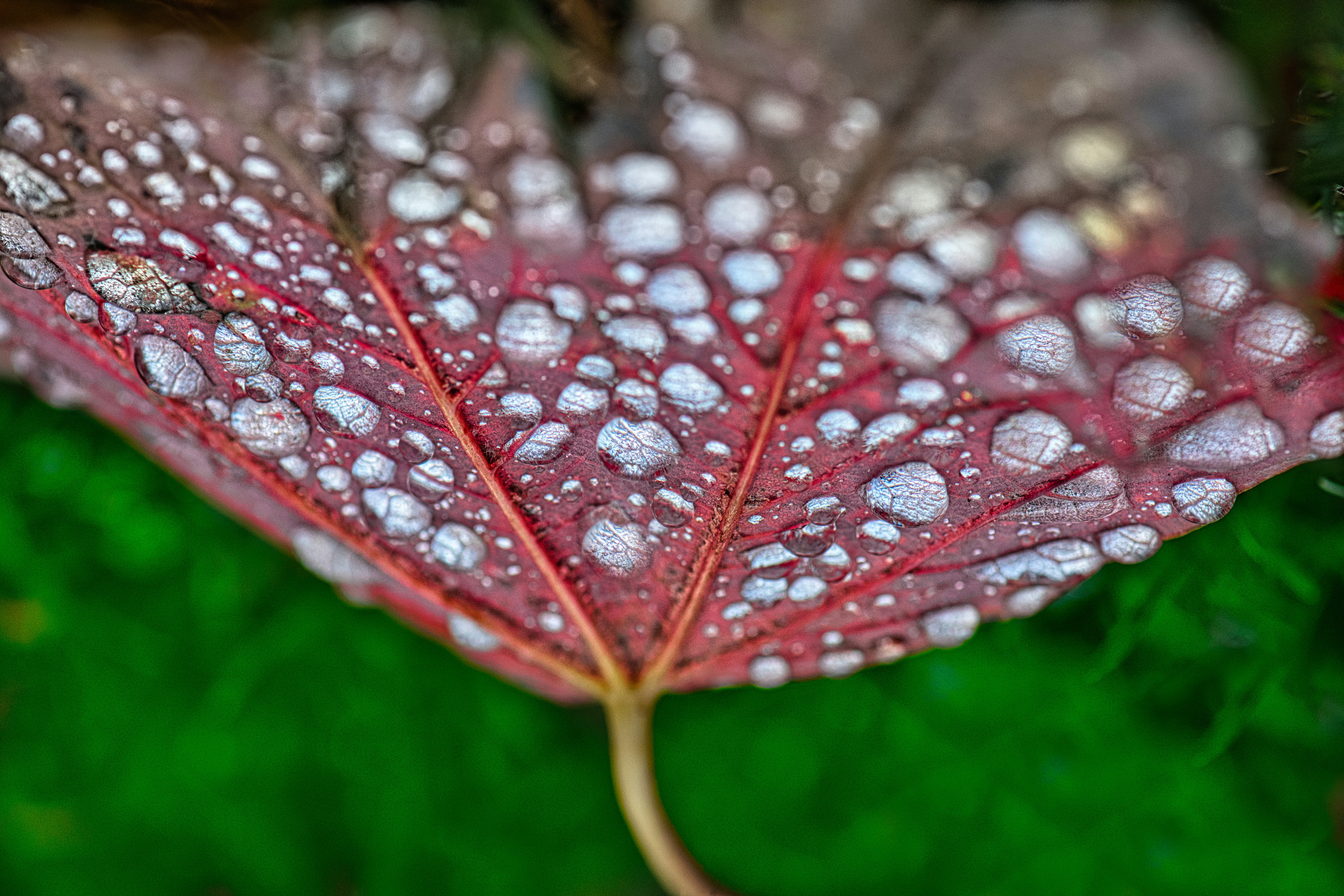 Dew-kissed Red Leaf with Radiant Veins