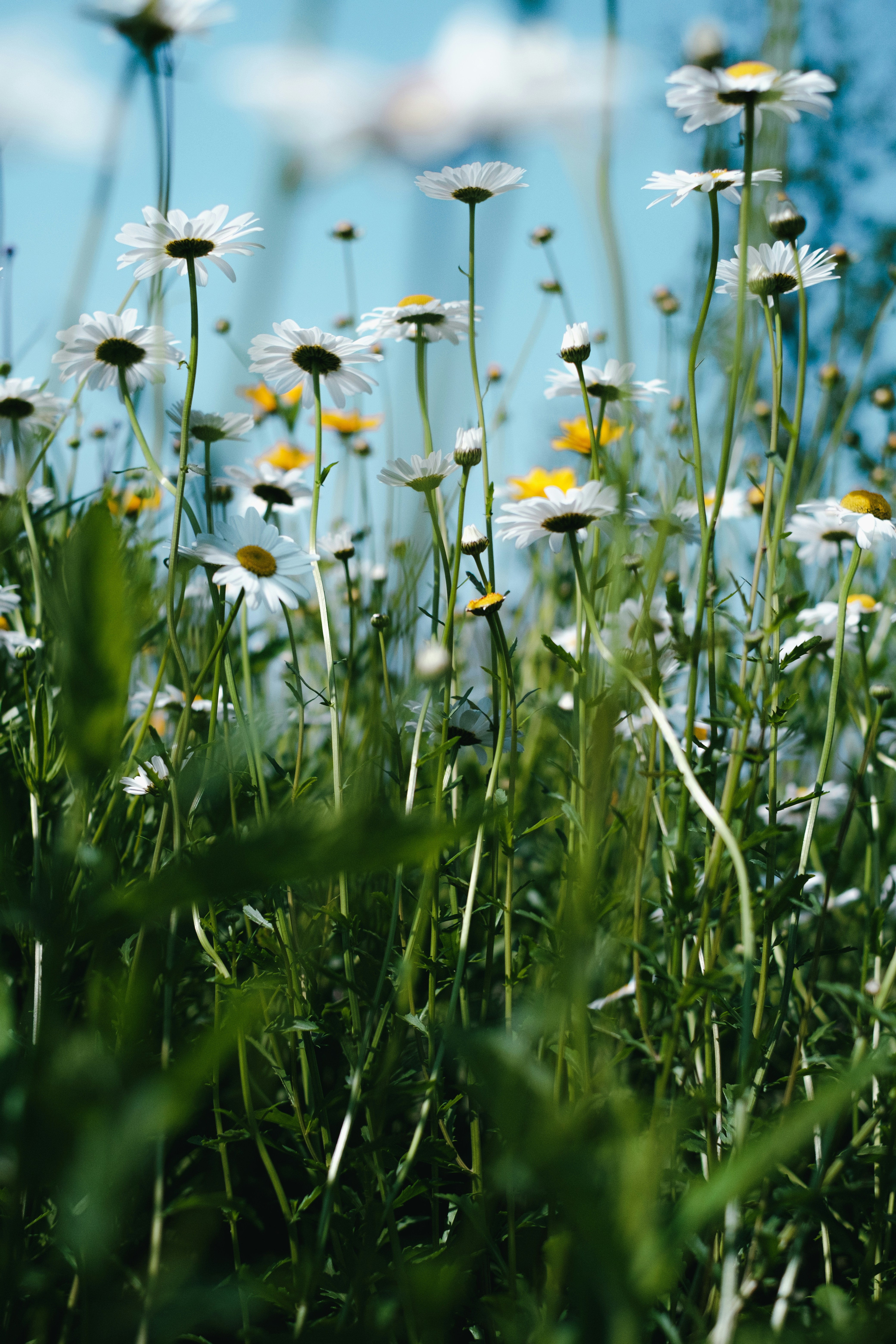 Field of White Daisies Under a Bright Sky