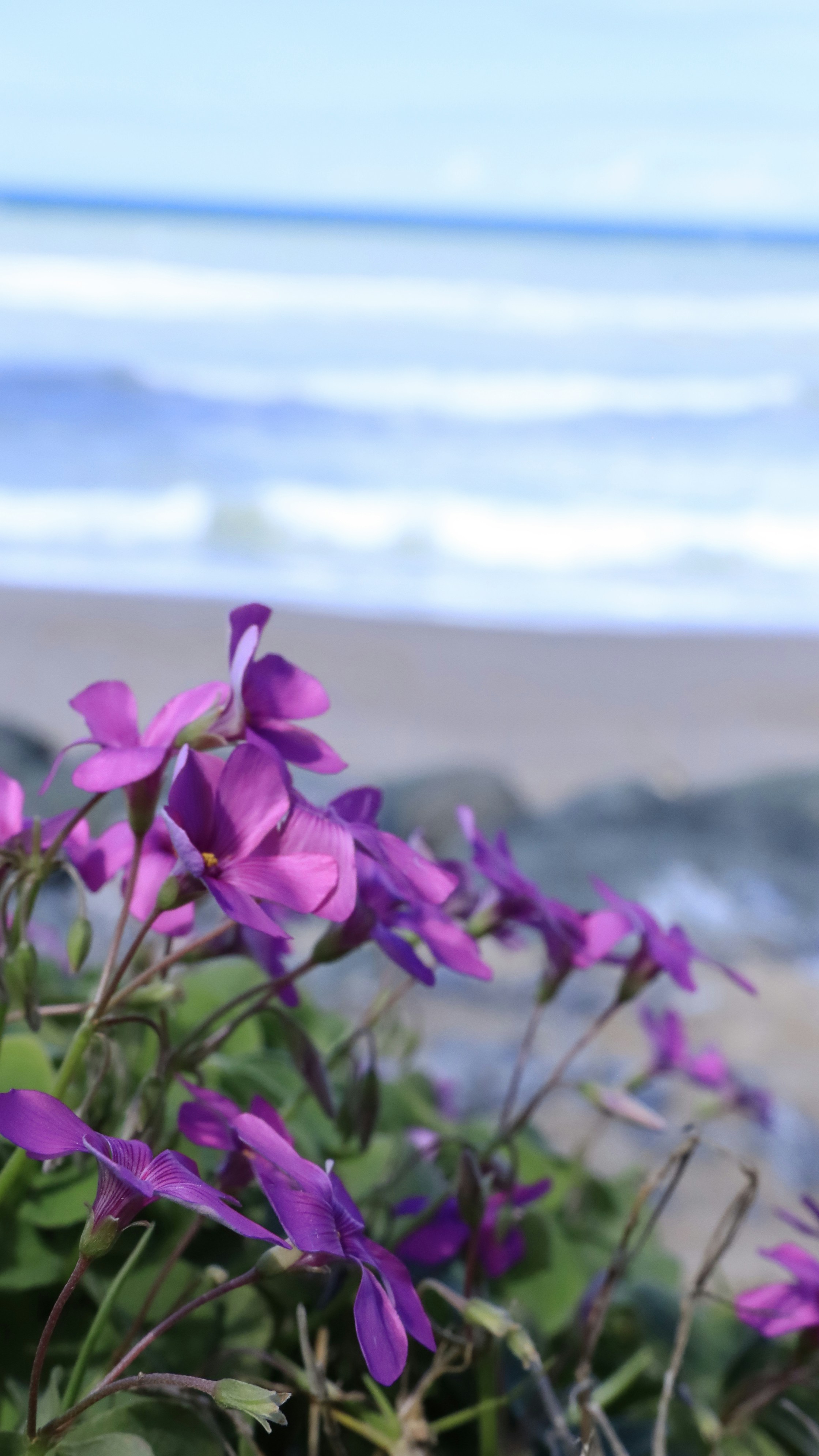 Violet dune flowers in soft coastal blur