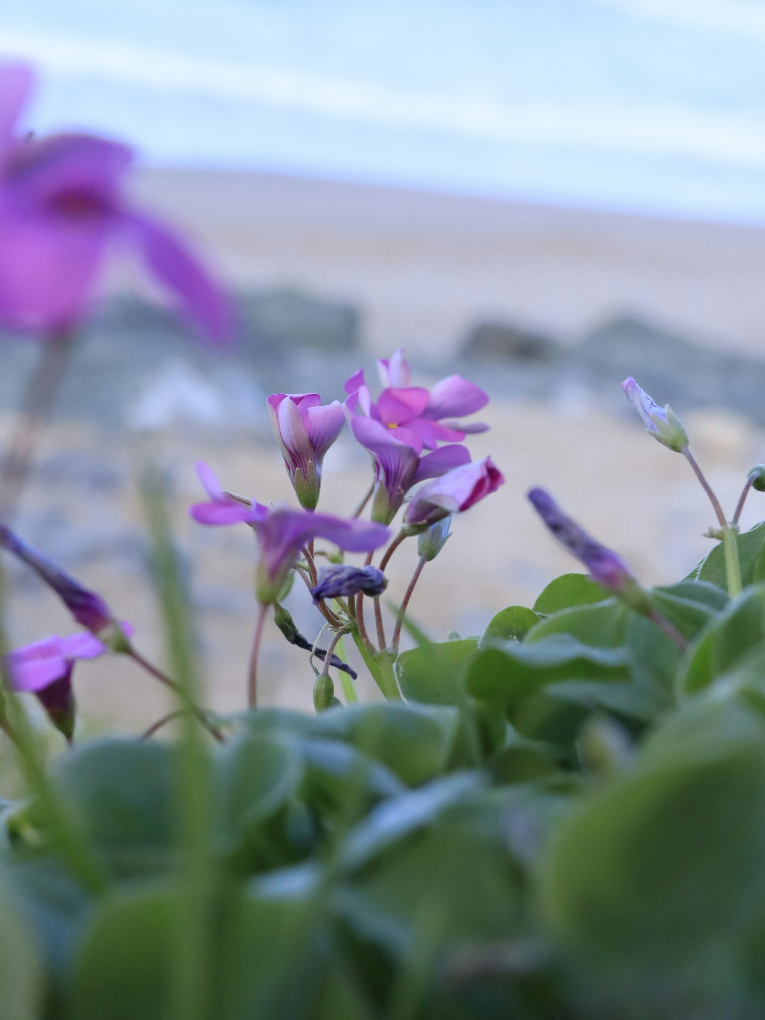 Violet blooms at the waterline: a beachside close-up