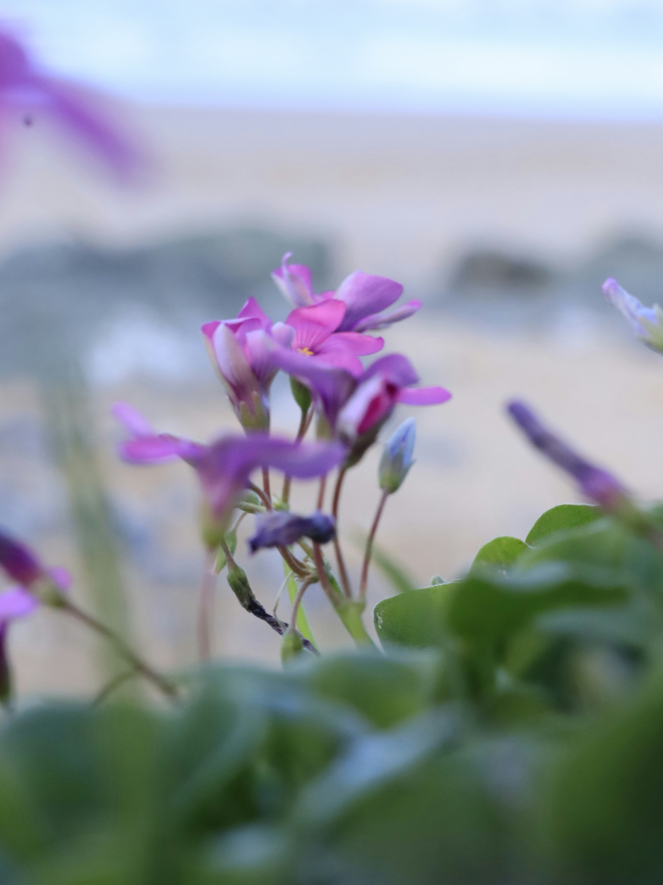 Purple blossom in soft beach haze
