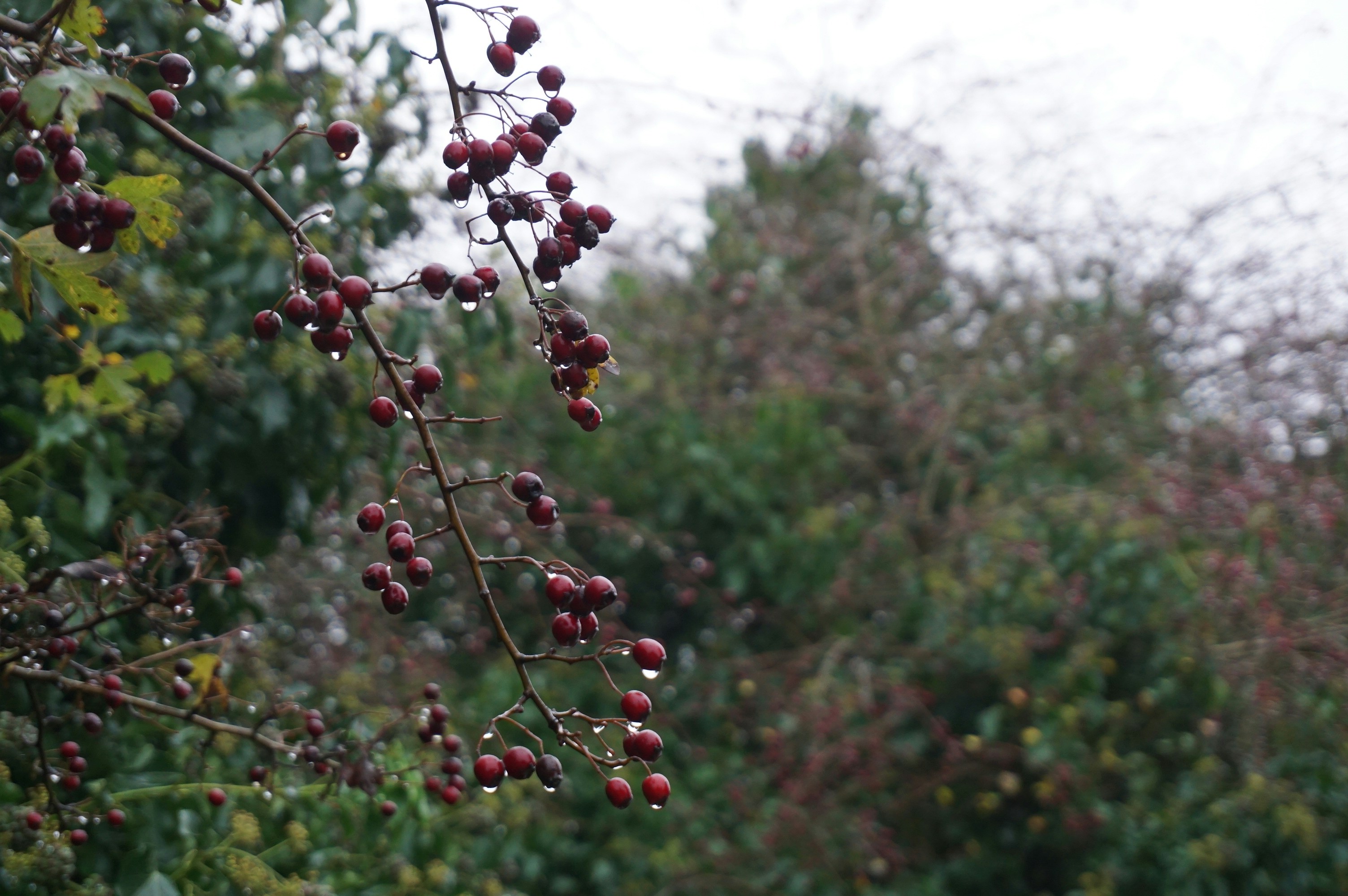 Berries on a Drooping Branch Against a Quiet Garden Backdrop