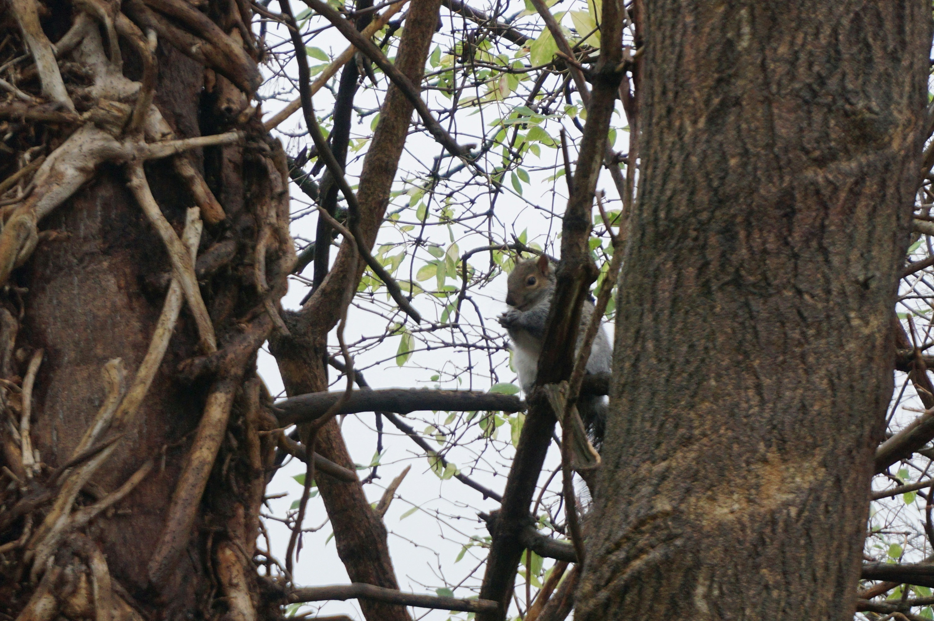 Hidden Squirrel Watcher in the Forks of a Spring Tree