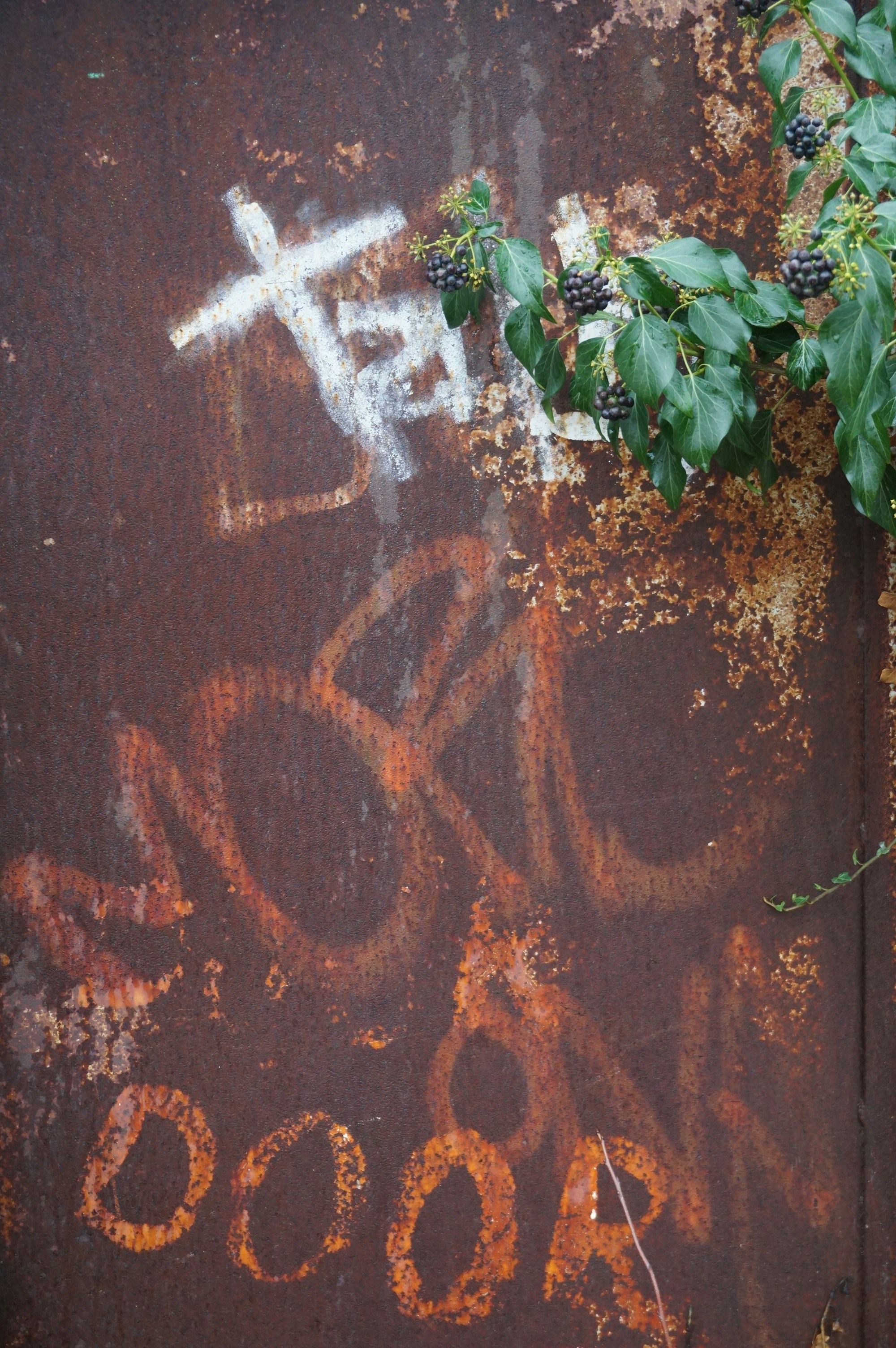 Graffiti and Vines on a Weathered Rusted Panel
