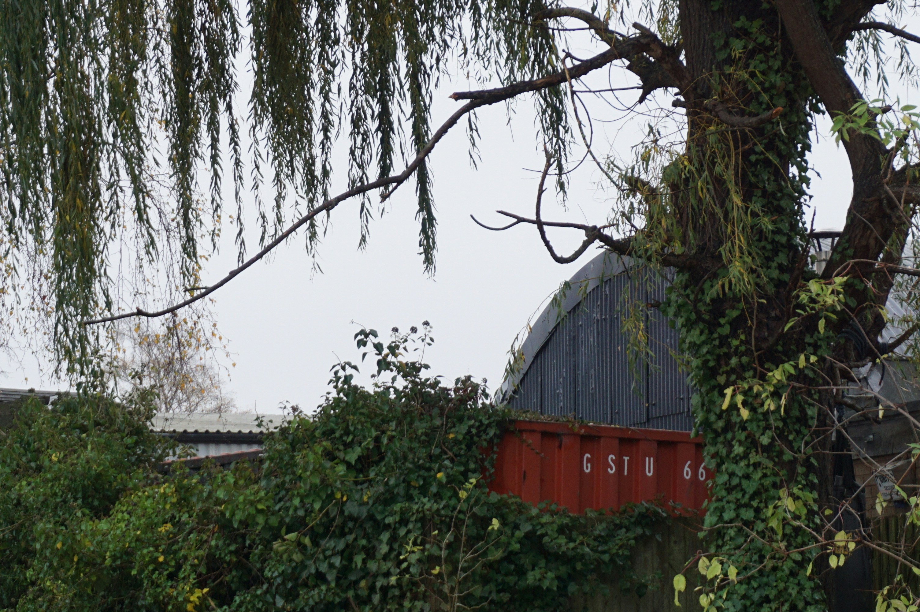 Overgrown Shed and Red Cargo Container Half Hidden by Weeping Willows