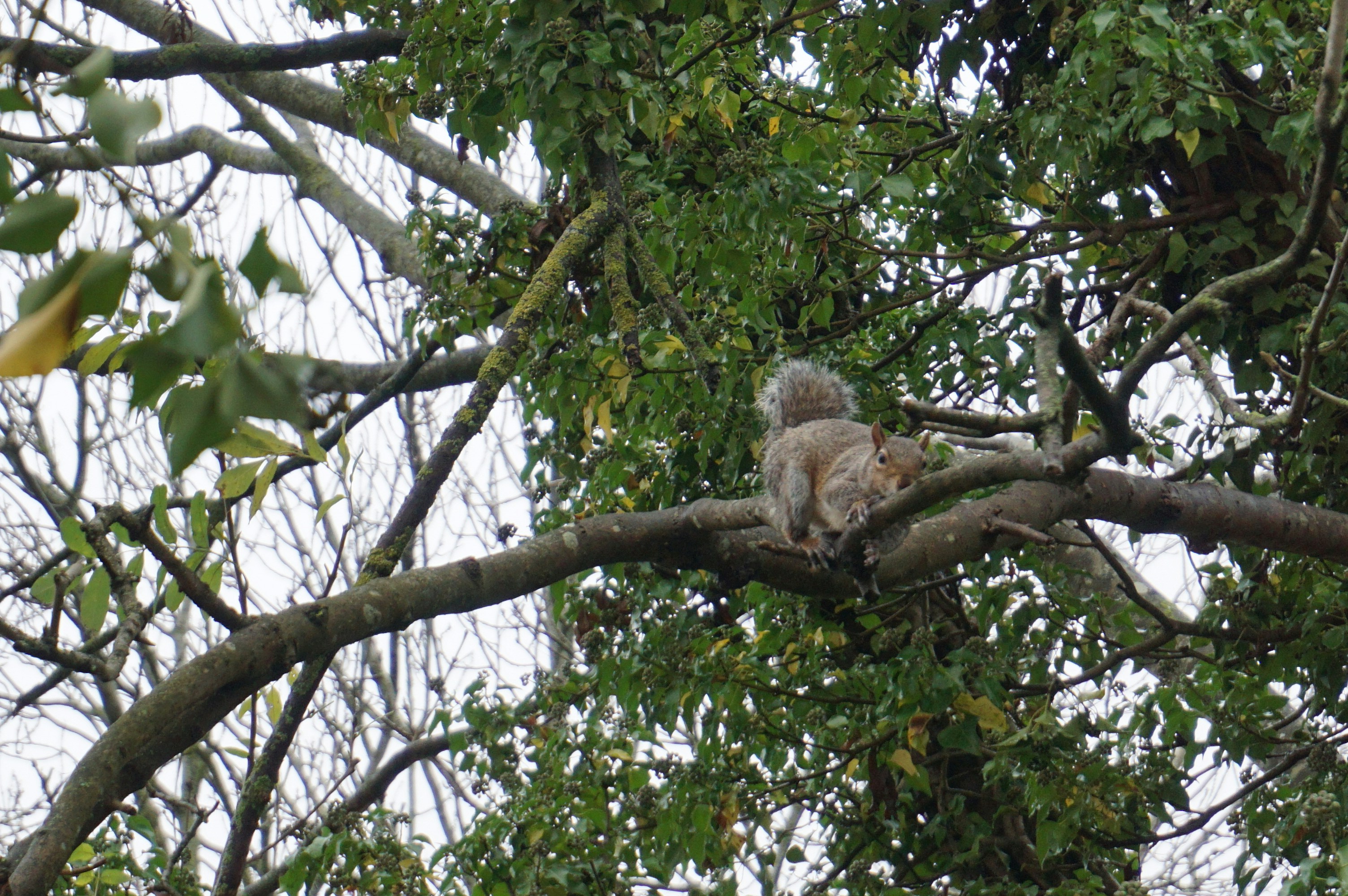 Squirrel on a Branch: Calm Moment Above the Canopy
