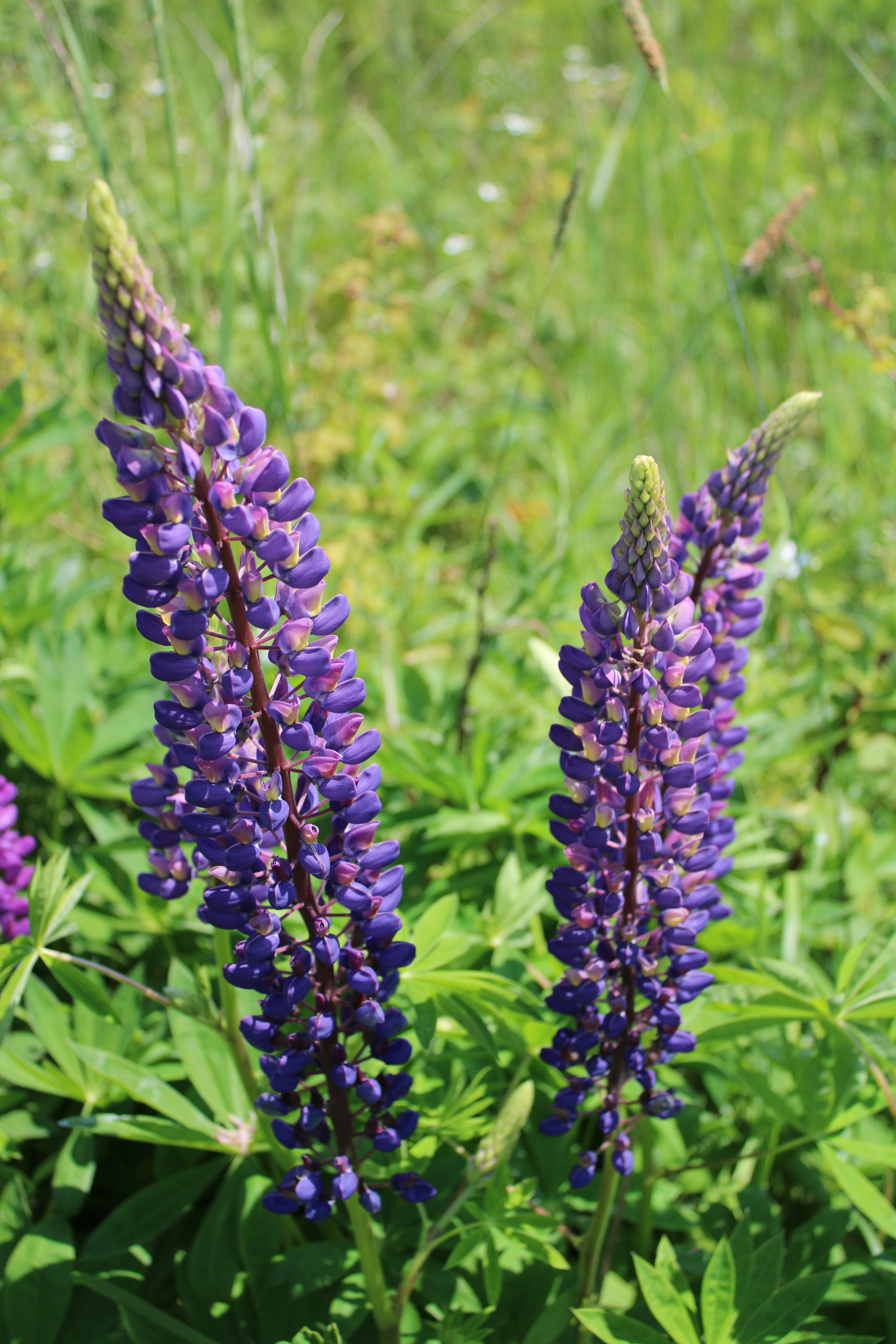 Two Tall Lupines Reaching Toward a Bright Summer Sky