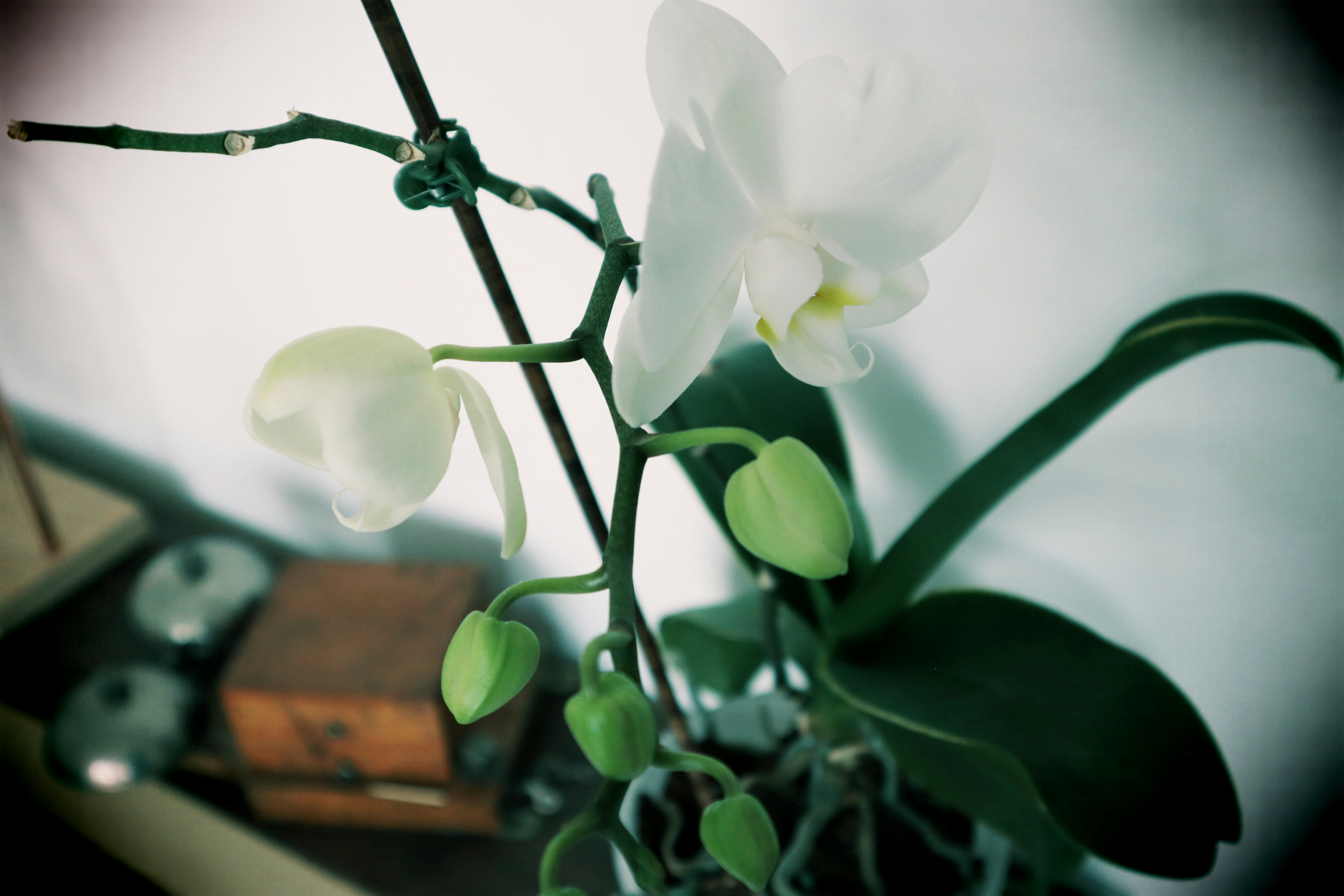 White Phalaenopsis in Quiet Focus
