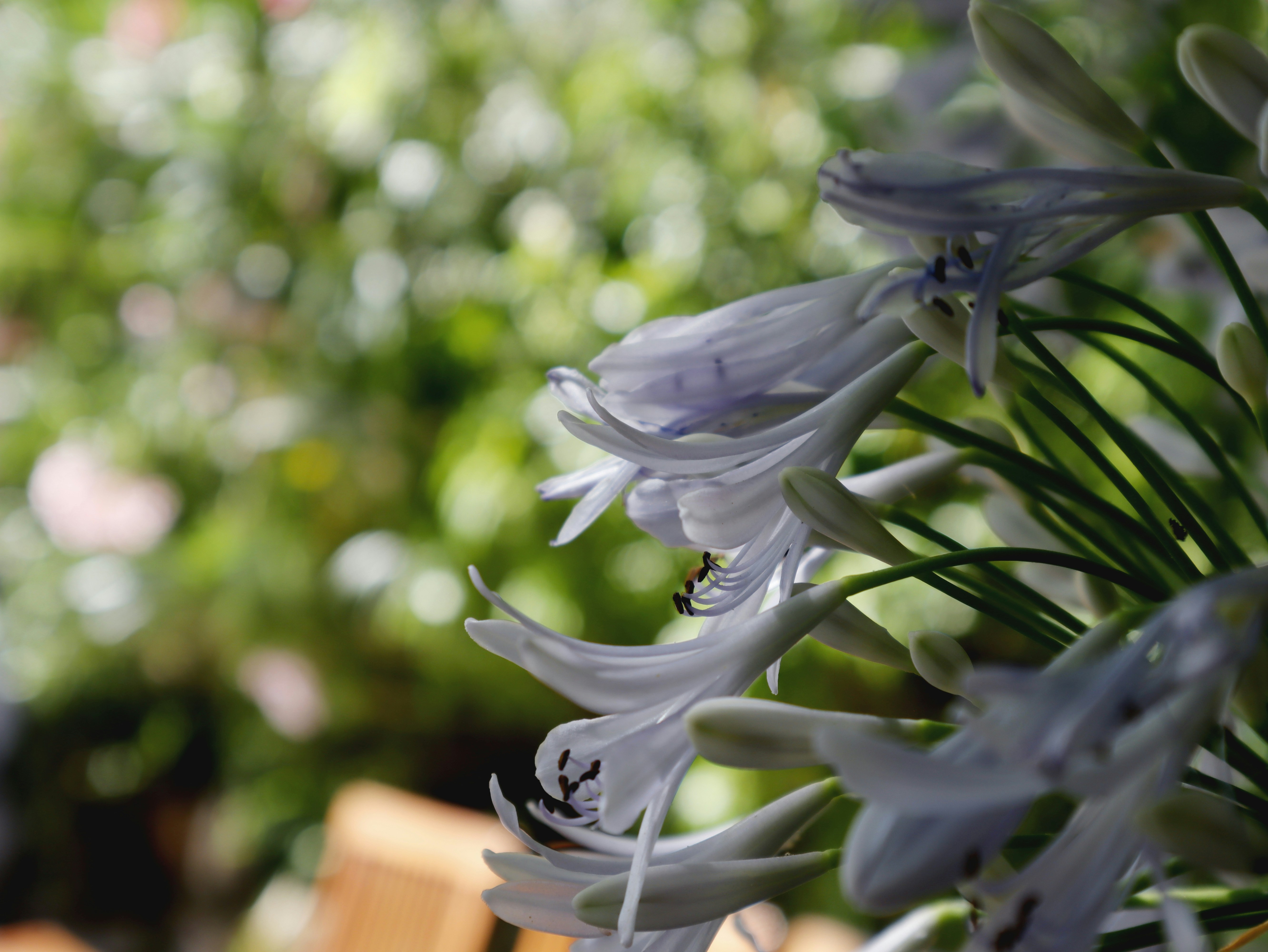 White lily cluster in soft garden bokeh