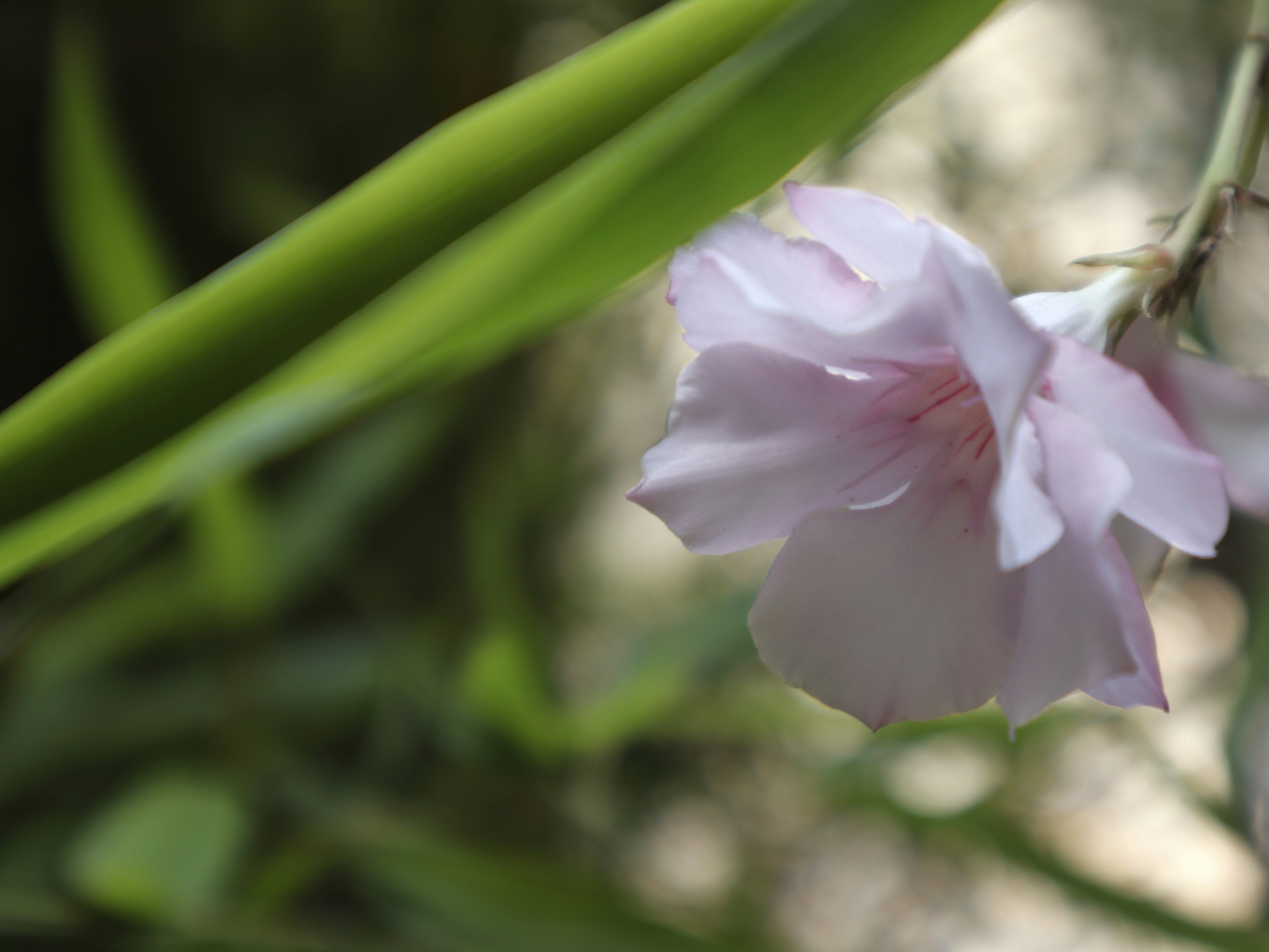 Delicate Bloom at the Edge of Shadow
