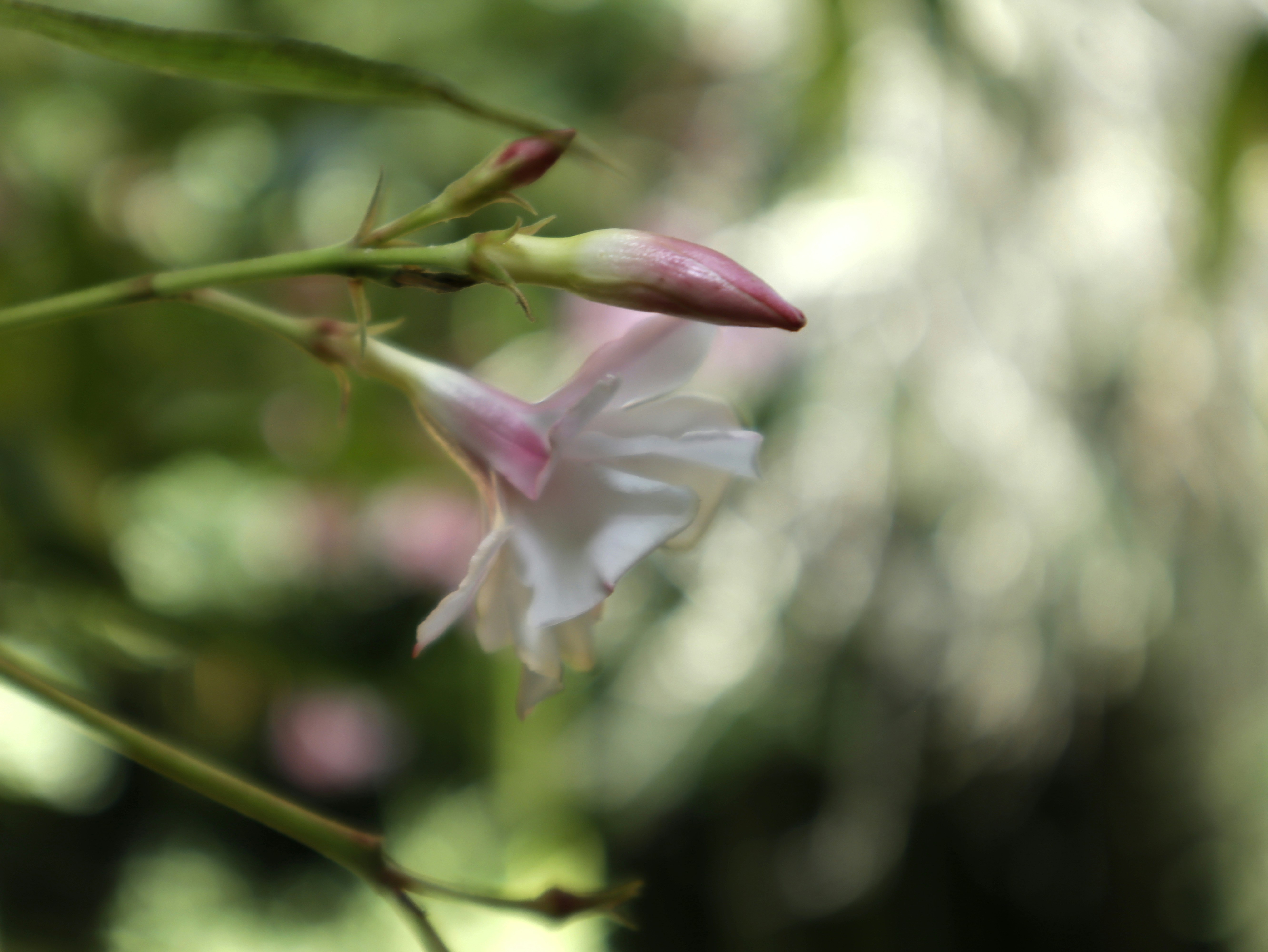 Soft Bloom in Focus: A Delicate Pink-White Flower Surrounded by Blur