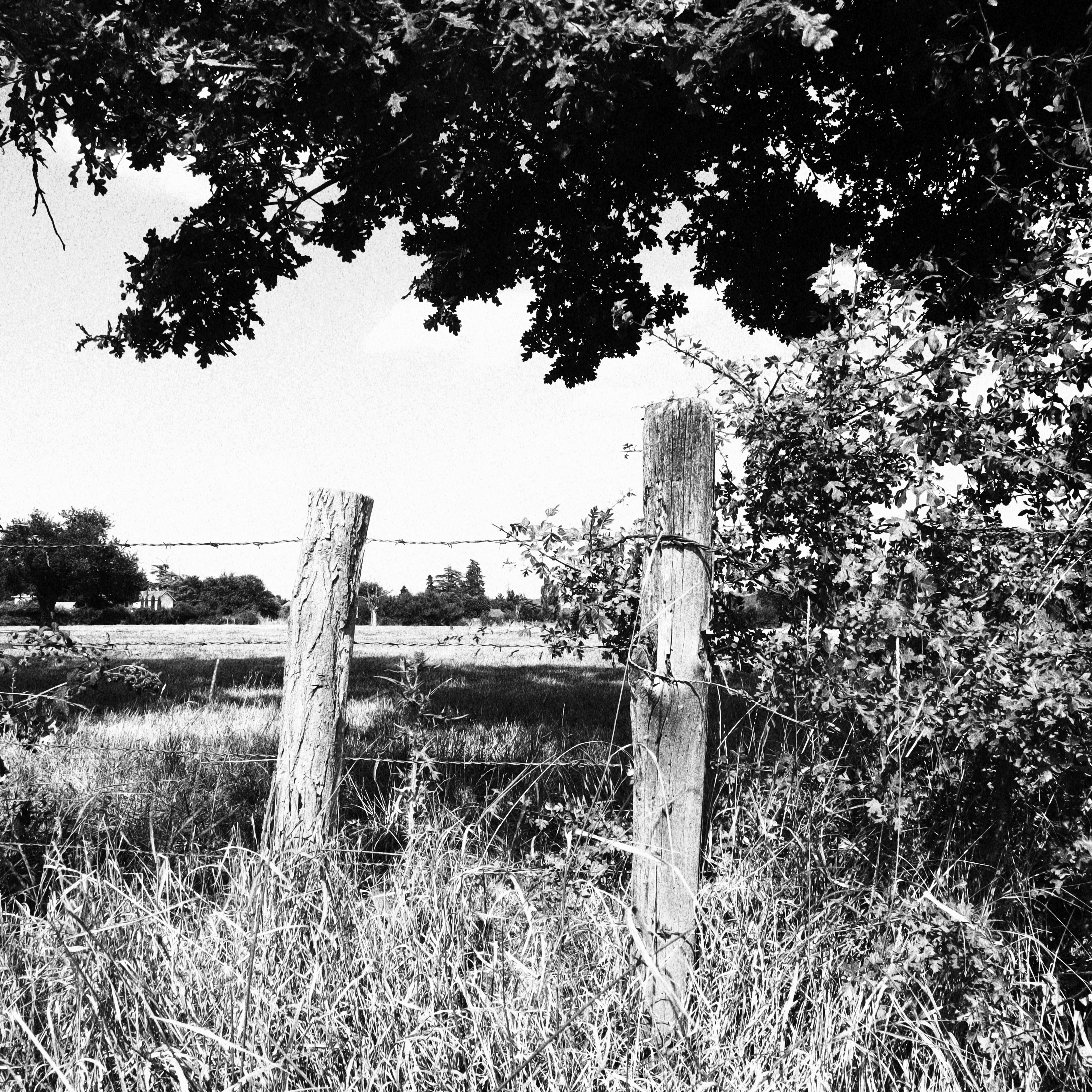 Fence Posts in Sunlit Field: A Quiet Black-and-White Landscape