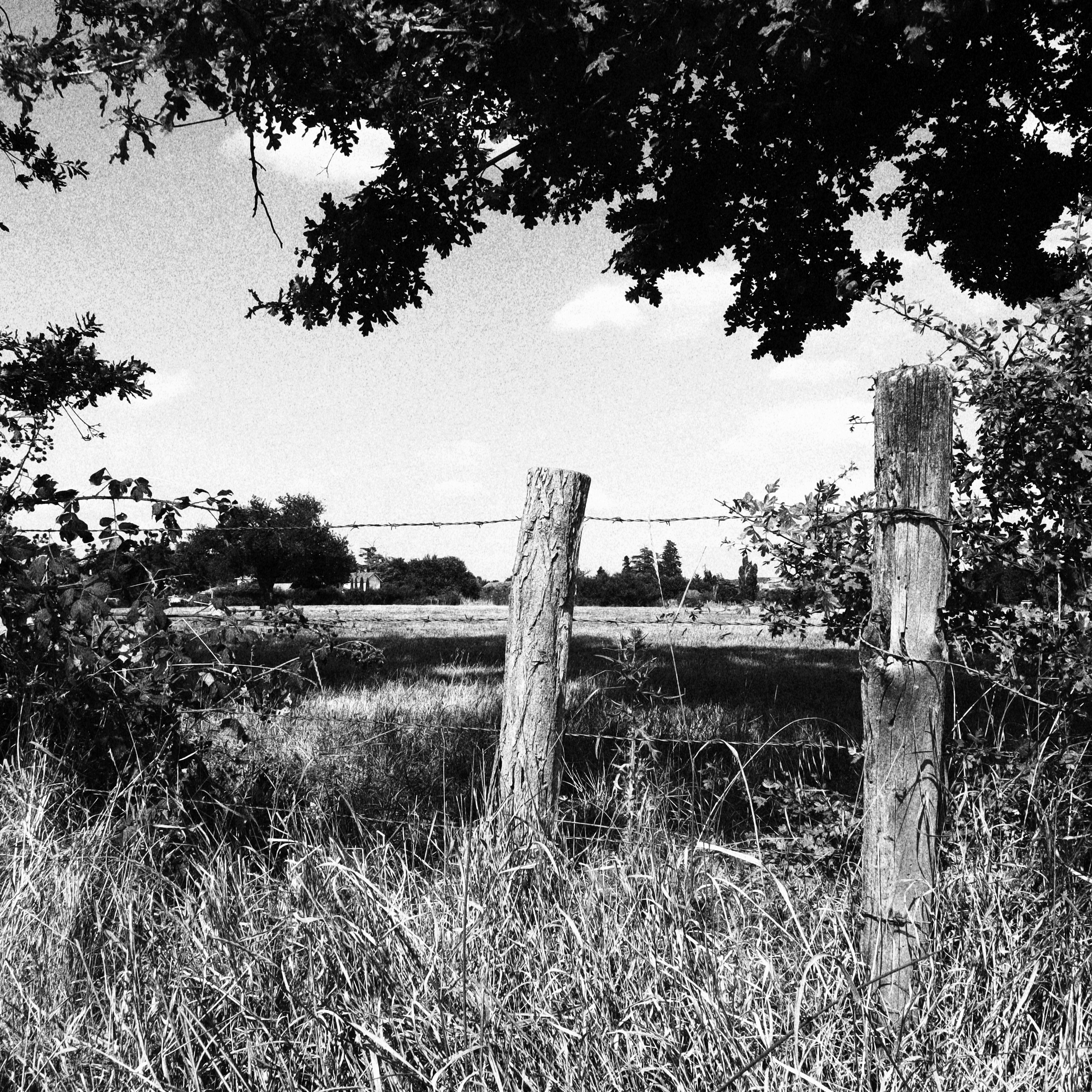 Quiet Field Fence at Dusk