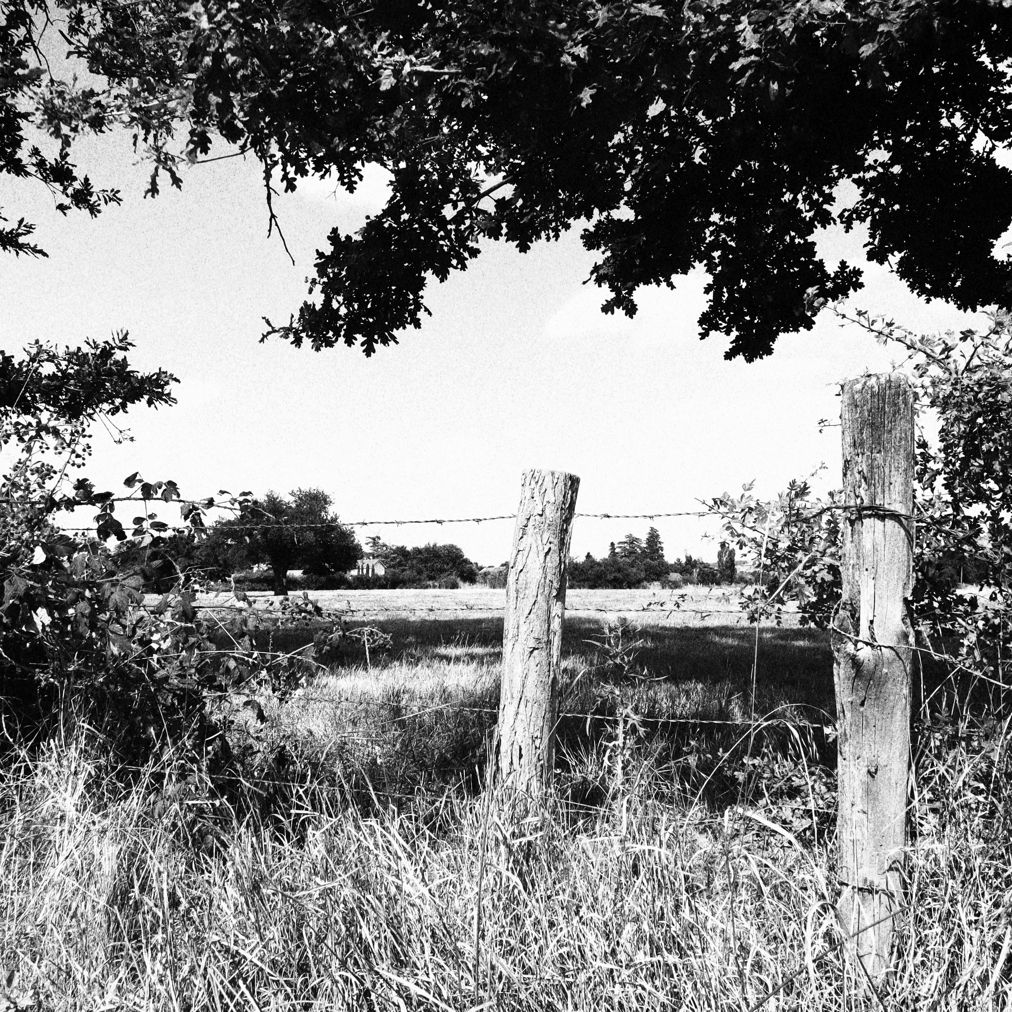 Barbed Quiet: A Sunlit Field Framed by Weathered Posts