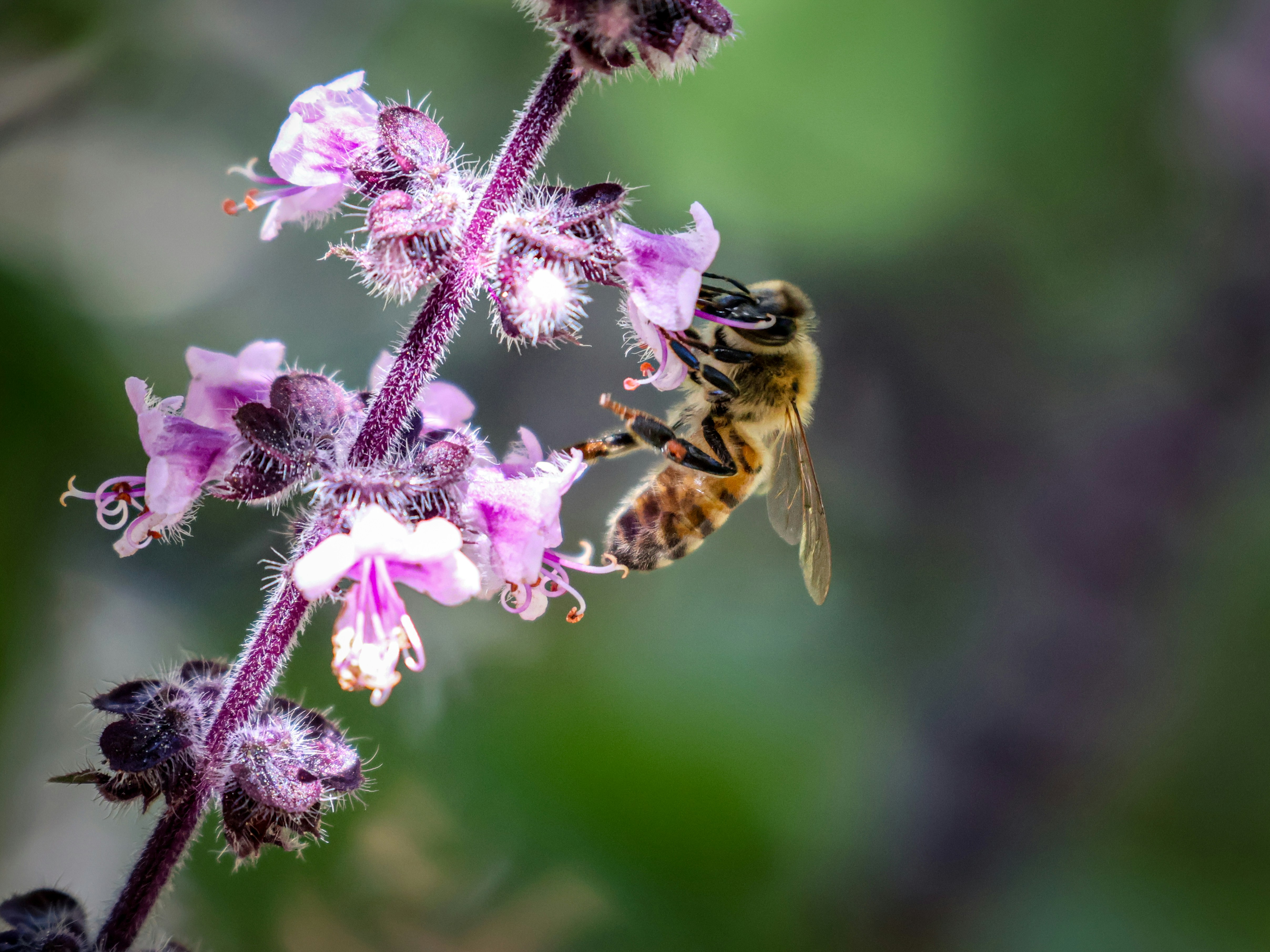Bee at Work on Purple Bloom: Close-Up Pollination Moment