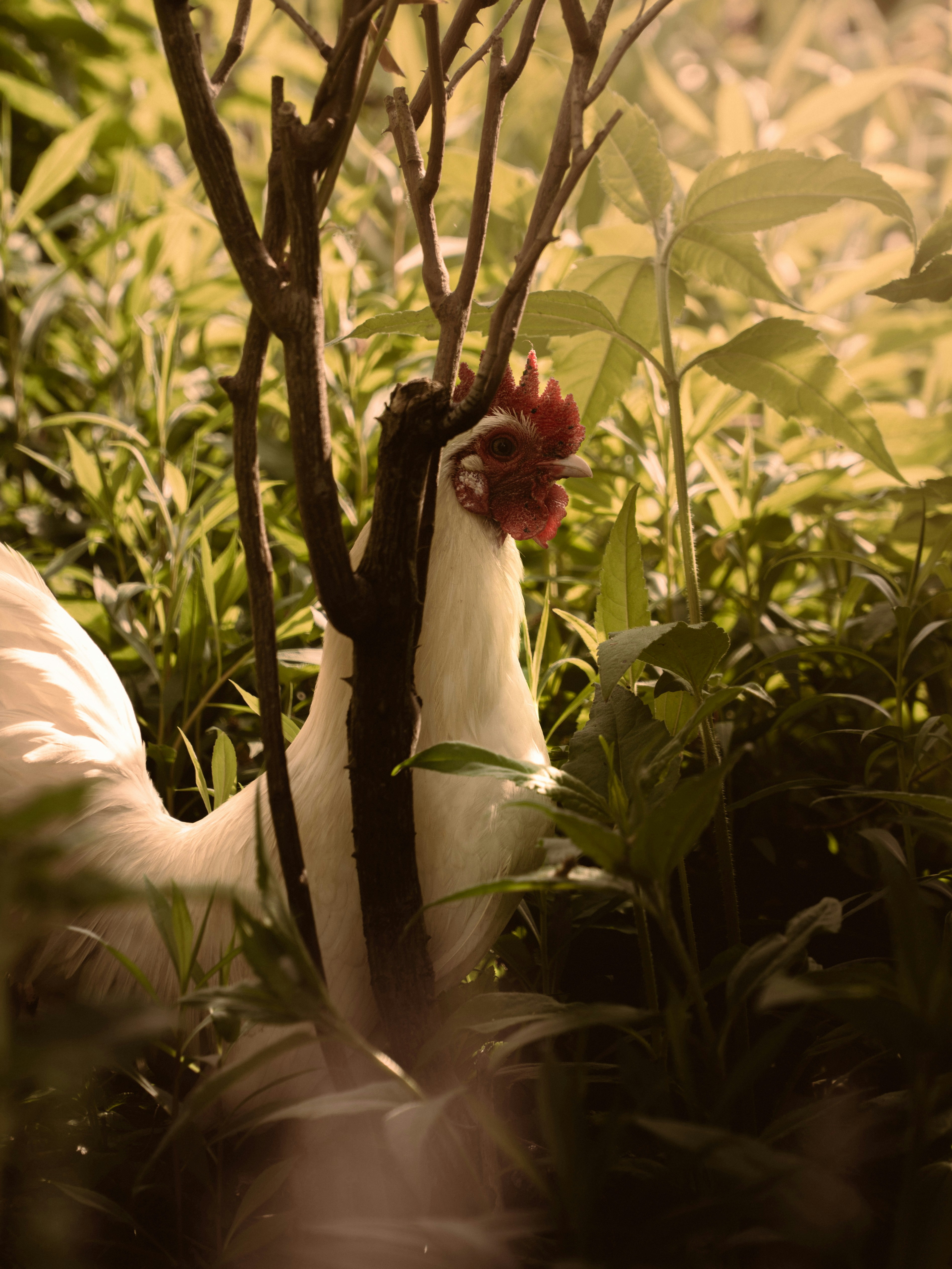 Sunlit Coop Portrait: A White Hen Among Greenery