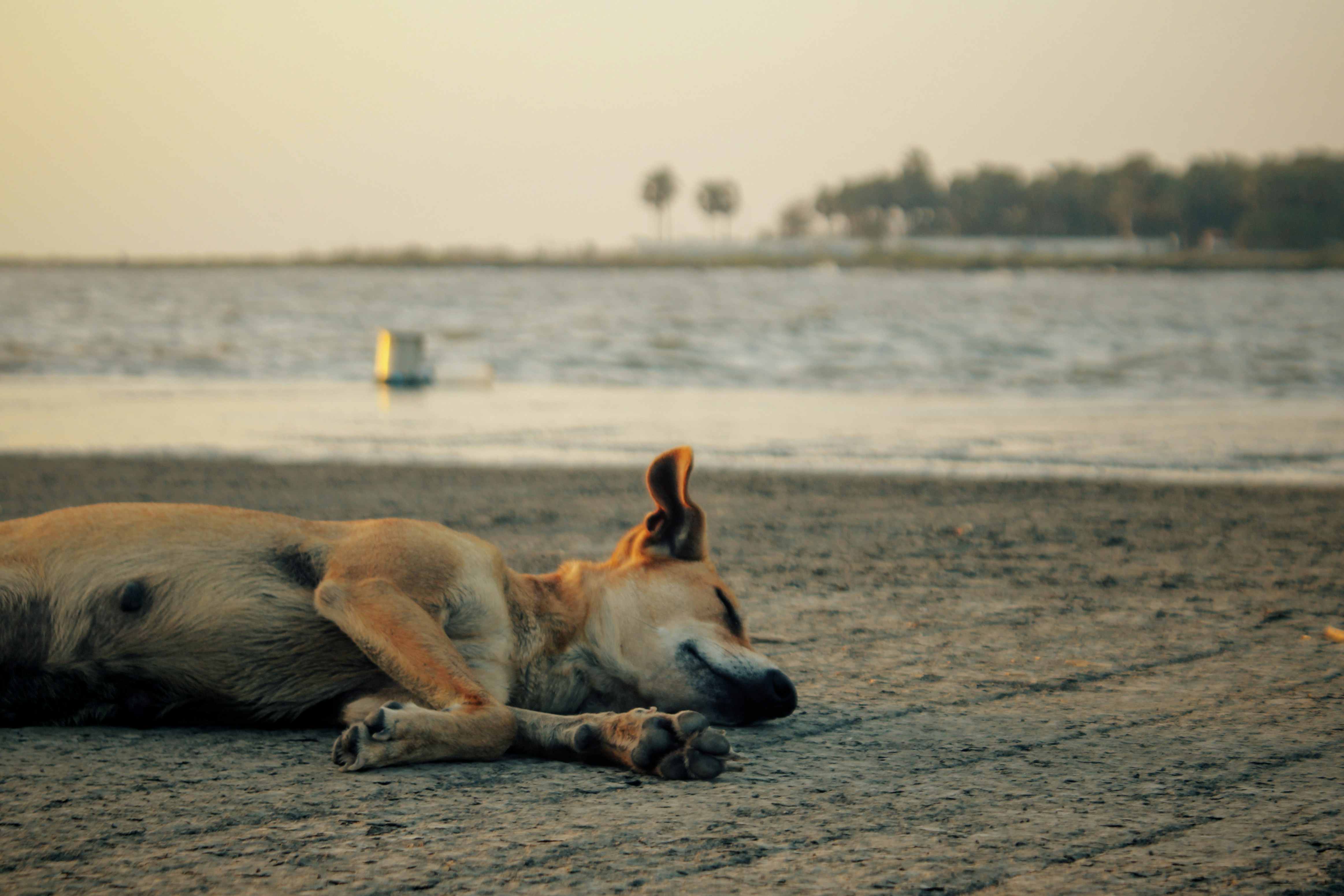 Sun-Warmed Ground: A Slumbering Shephard by the Distant Shore