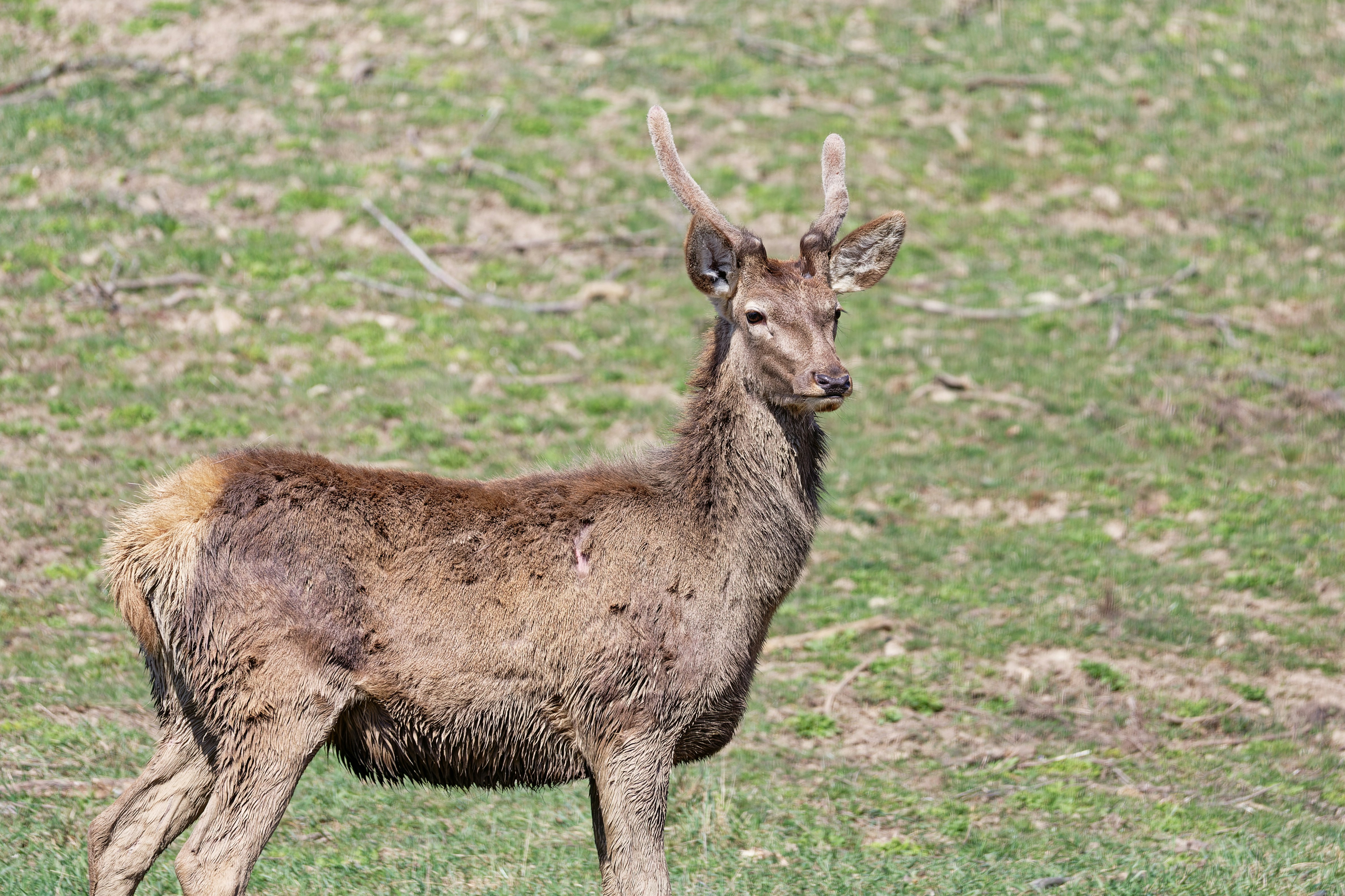 Deer in a Sunlit Meadow: Near-Centered Gaze