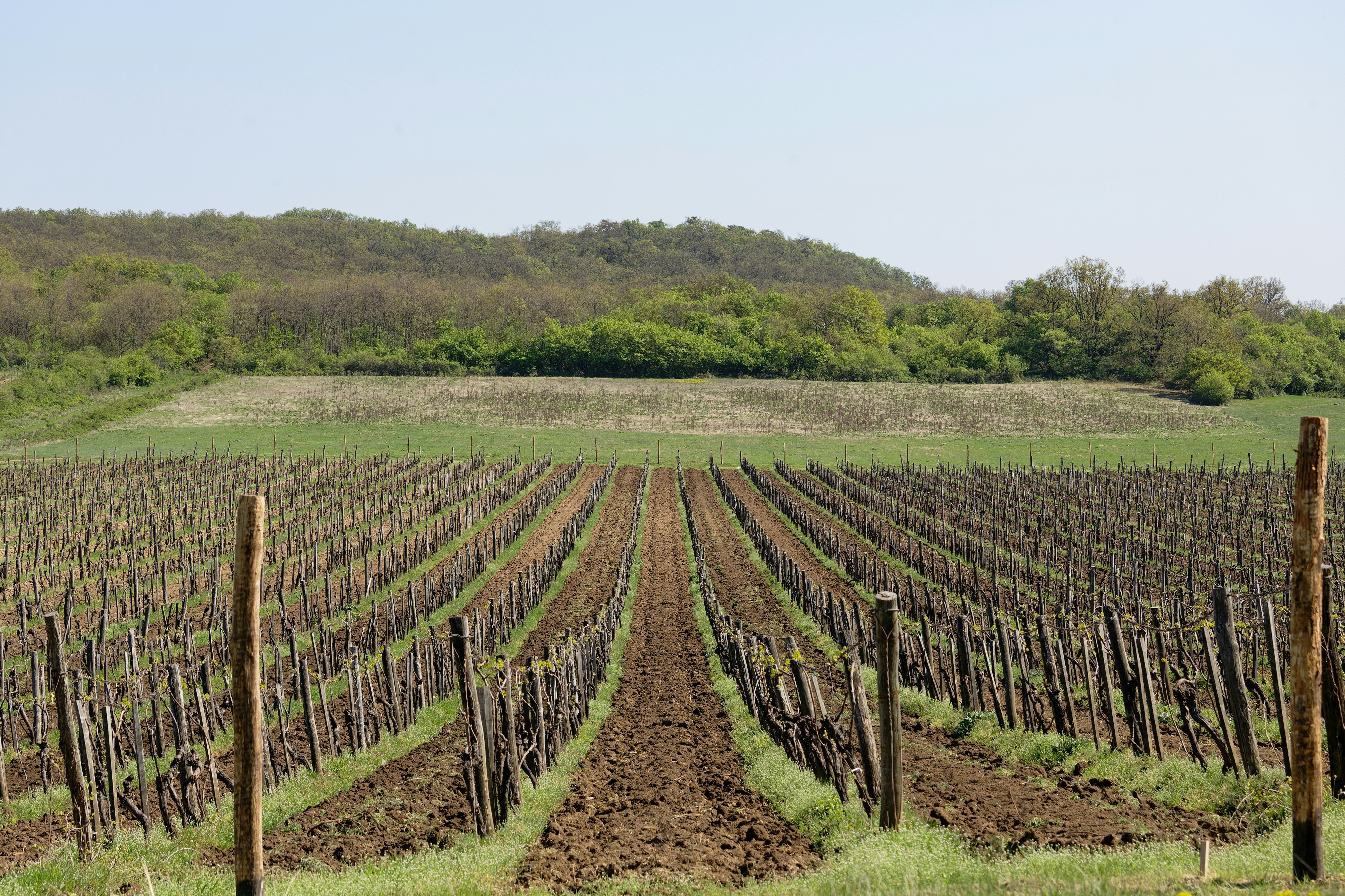 Rows of Grape Vines Recline Toward a Distant Green Crest