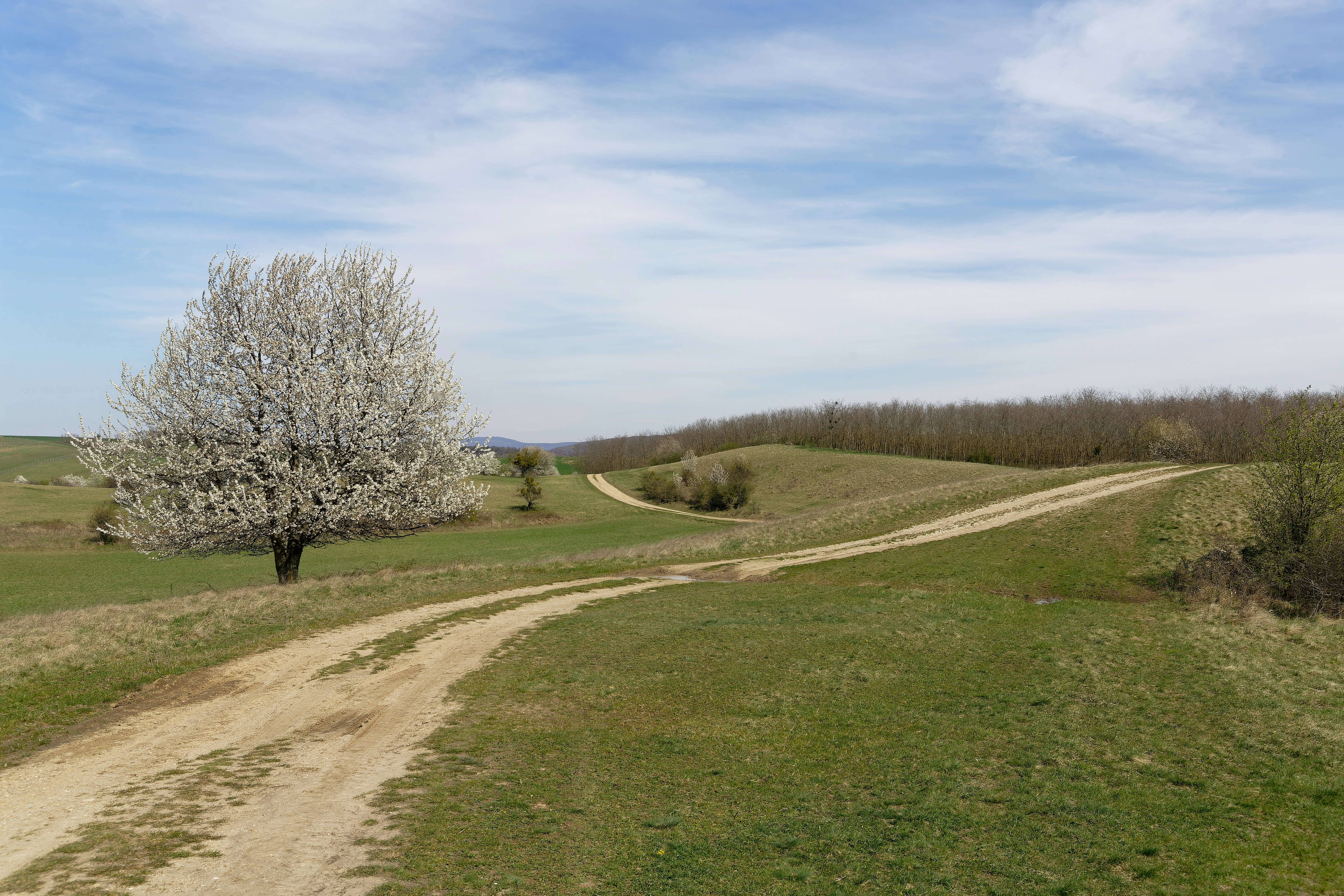 Blossom on the Hill: A Lone Tree Framed by a Winding Path