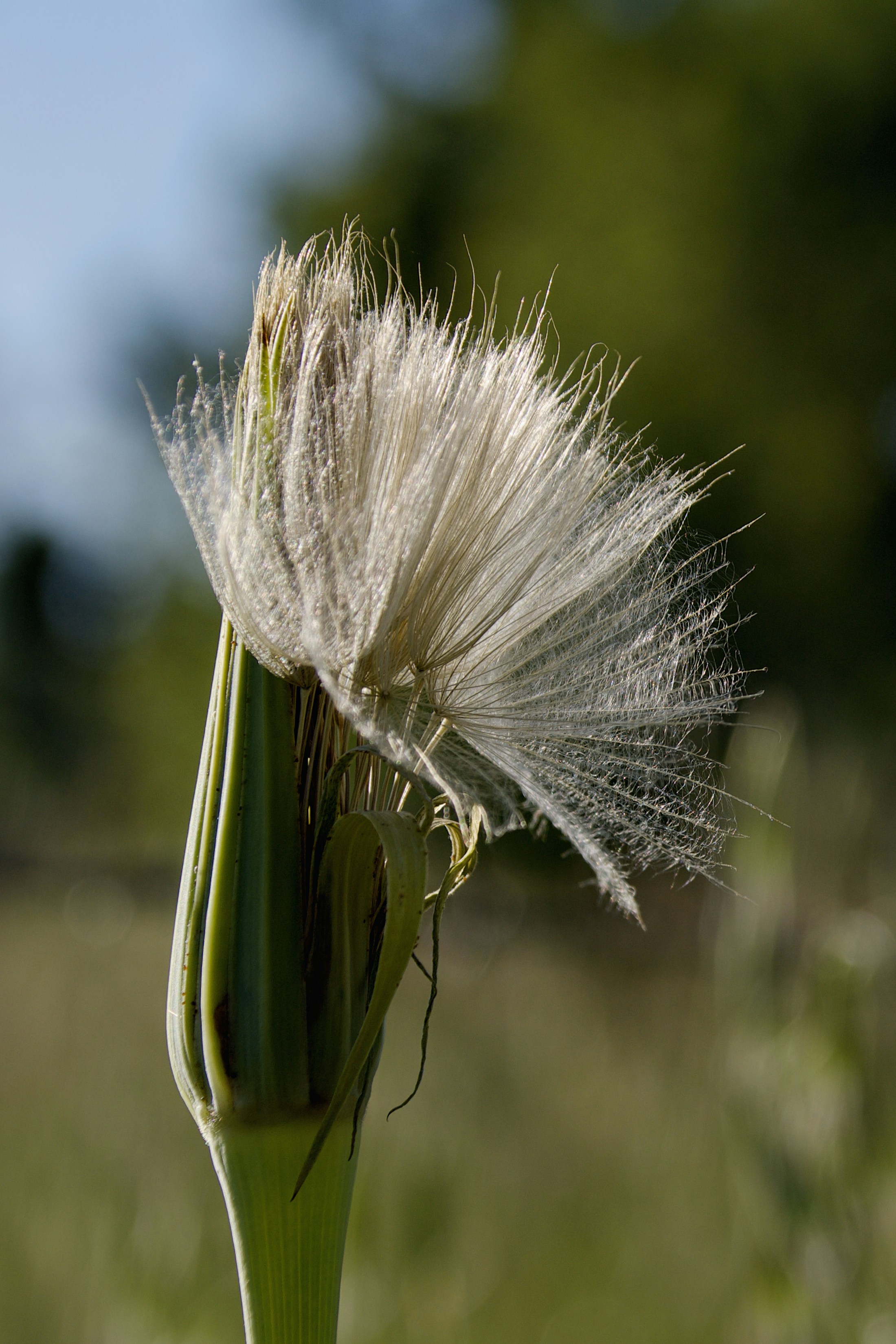 Feathered Bloom: A Seedhead Glowing in Spring Light