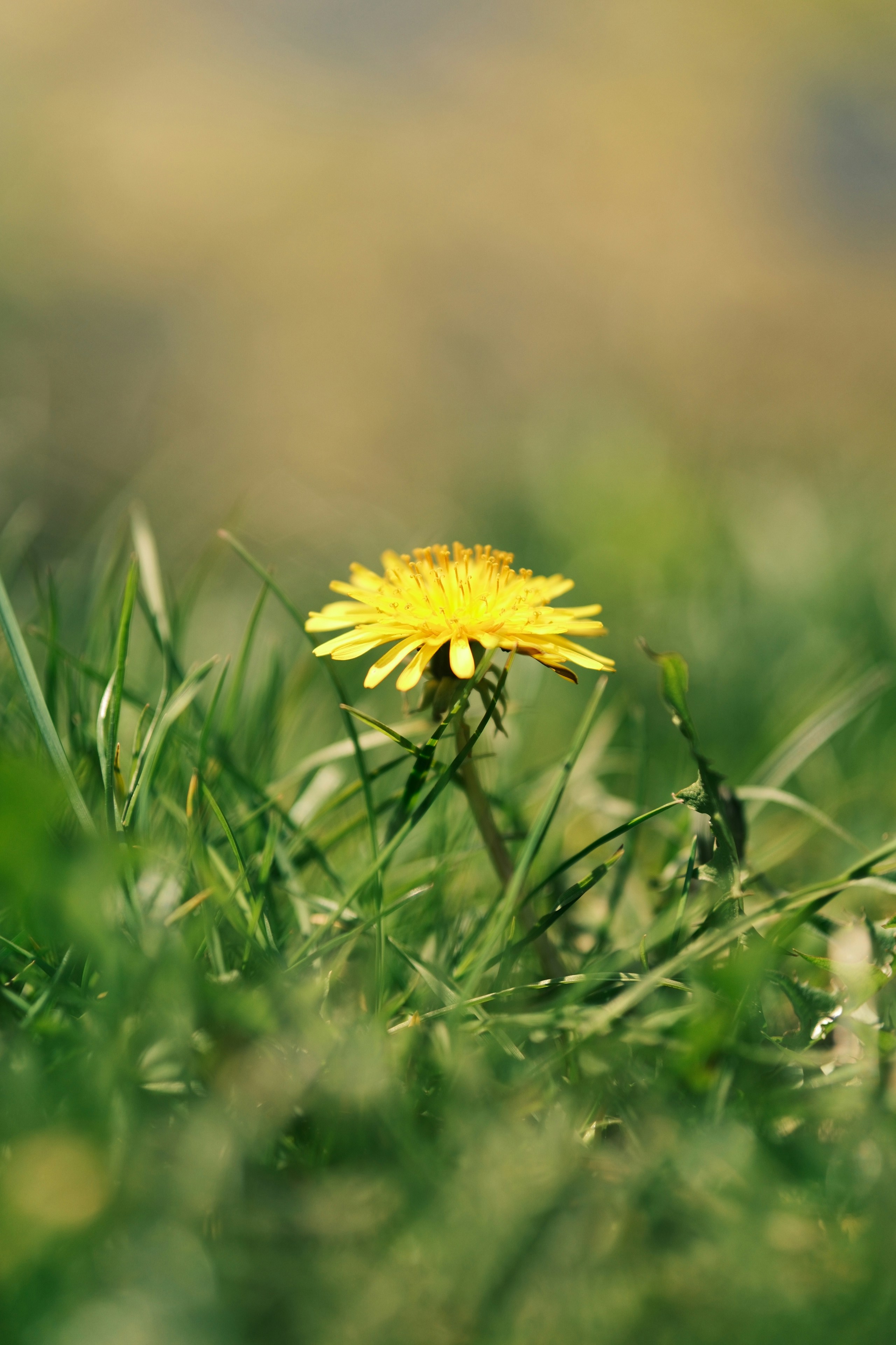 Golden Dandelion in a Sea of Green