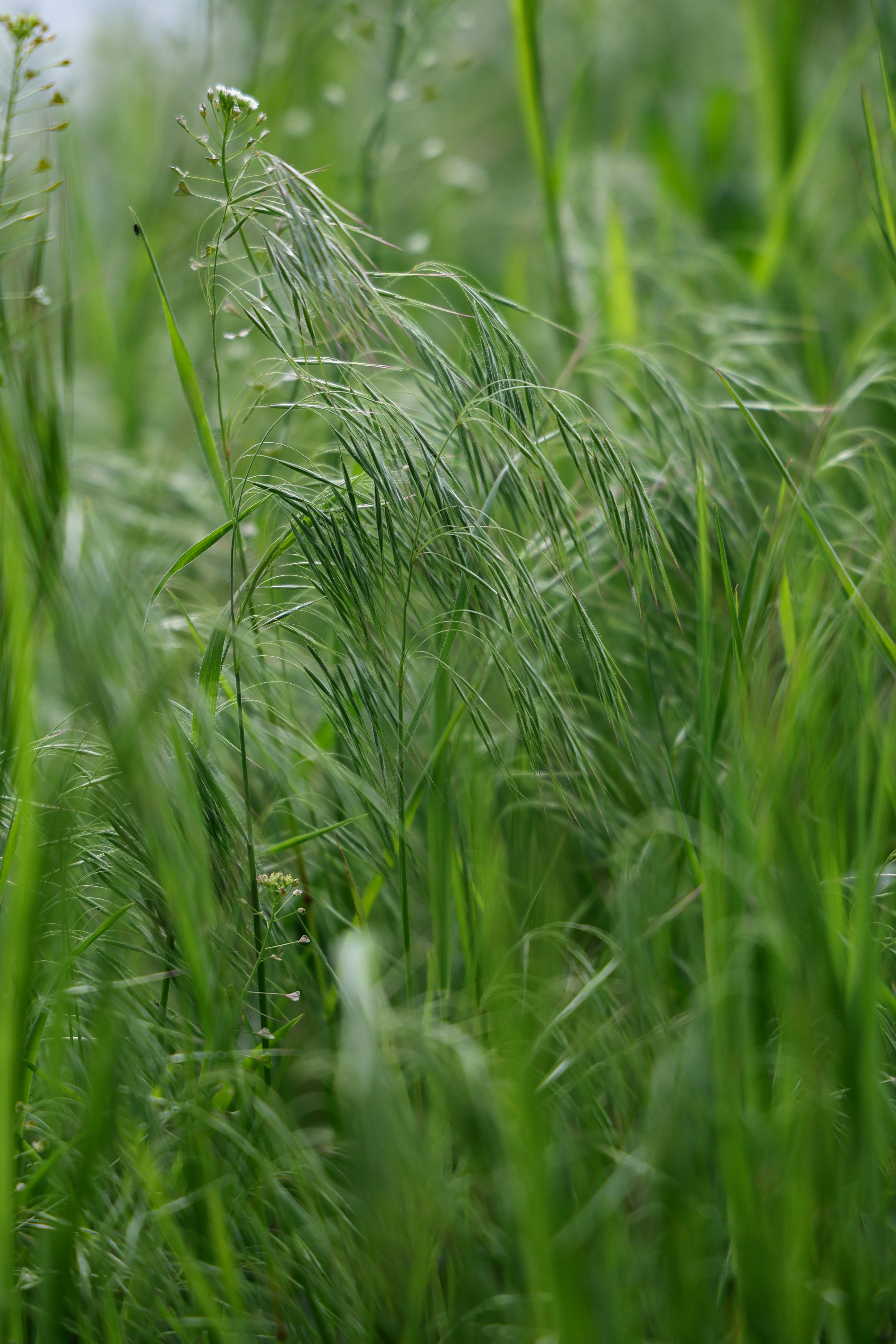 Whispers in the Prairie: Fractured Light Through Grasses