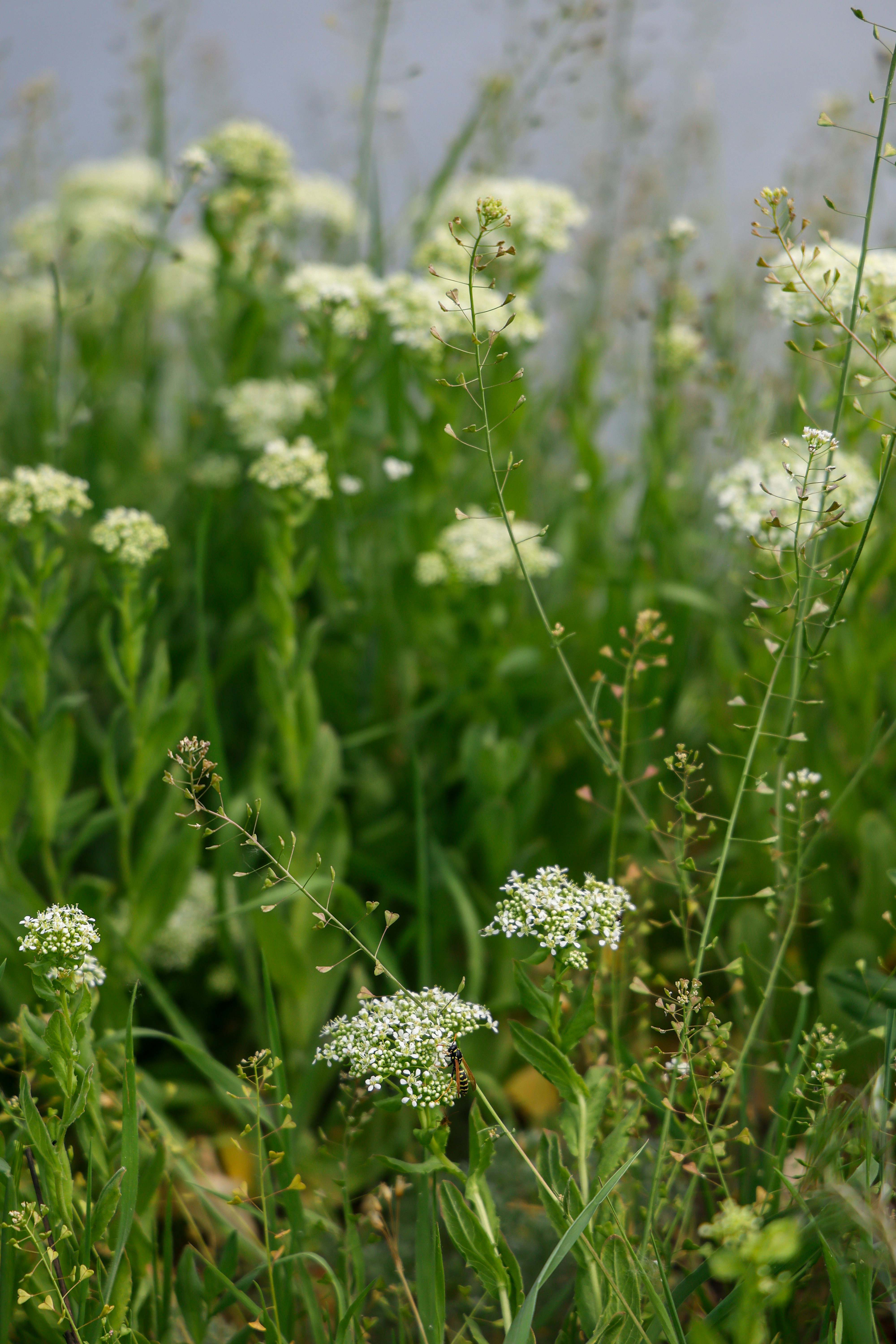 White-topped wildflowers in a sunlit field