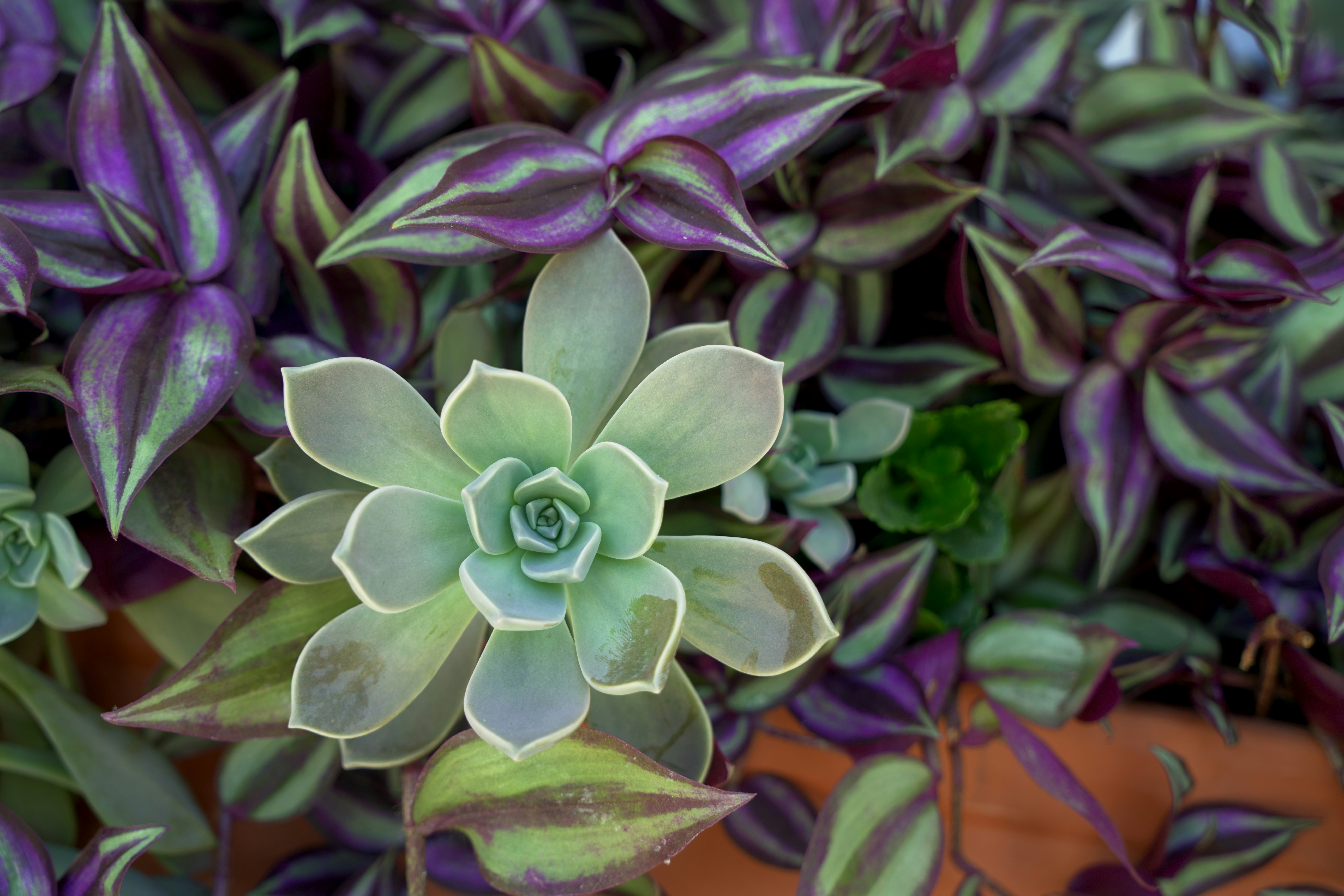 Central Rosette: A Green-Blue Succulent Crest Surrounded by Purple-Tipped Leaves