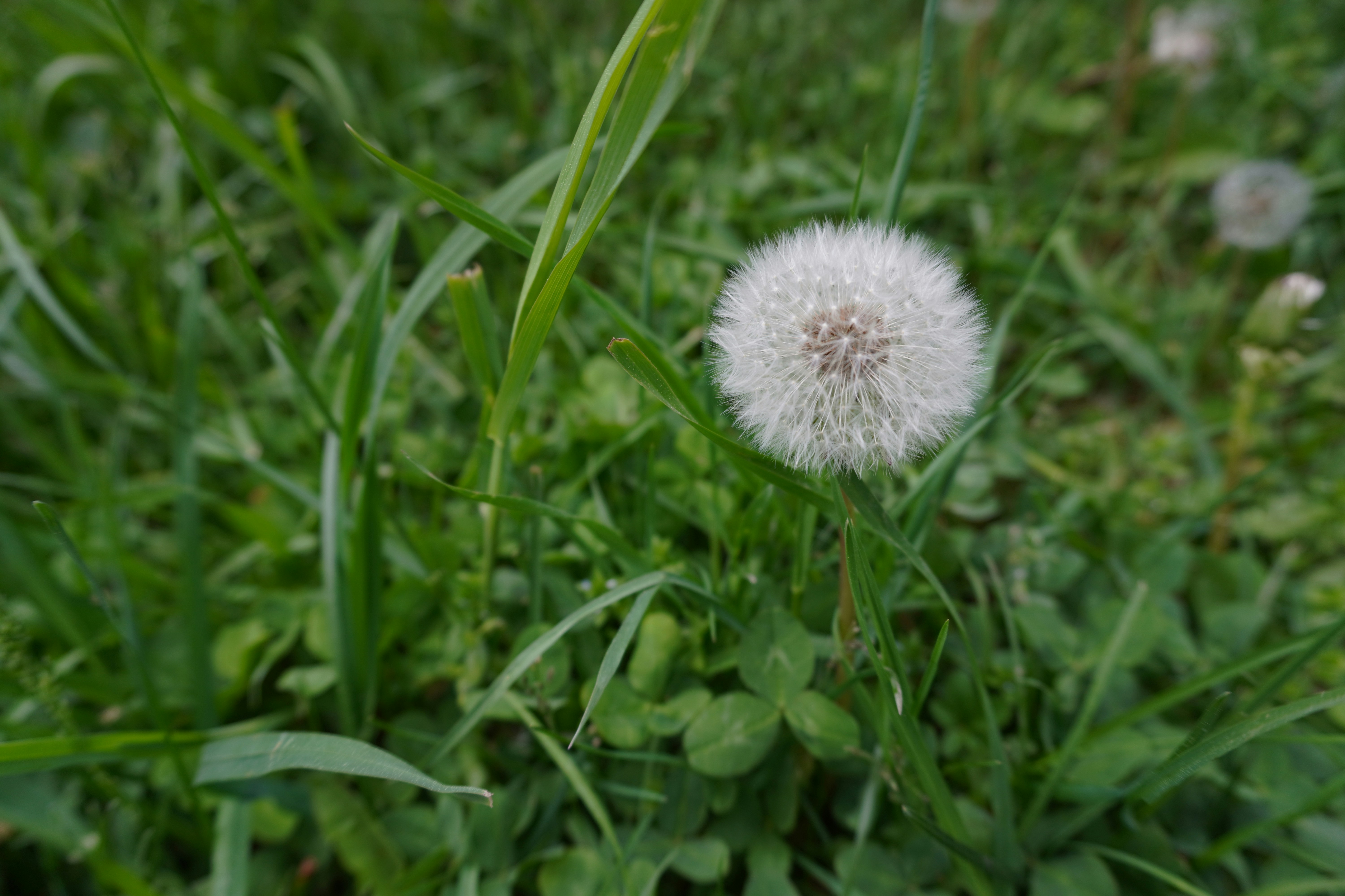 Floating Clock: A Dandelion Seed Head in Spring Meadow