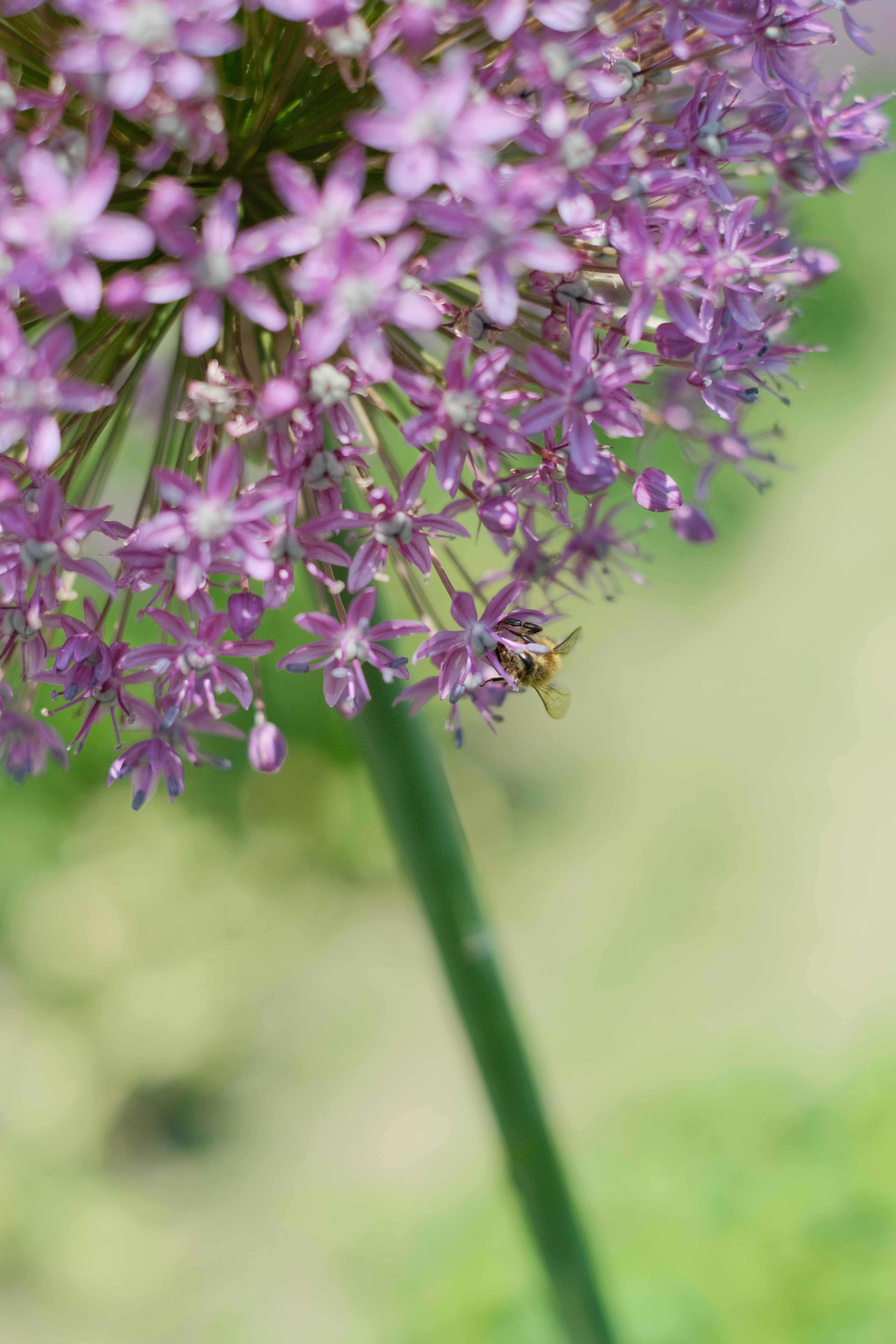 Pollinator at the Purple Umbel: Bee in Focus Amid Soft Green Backdrop