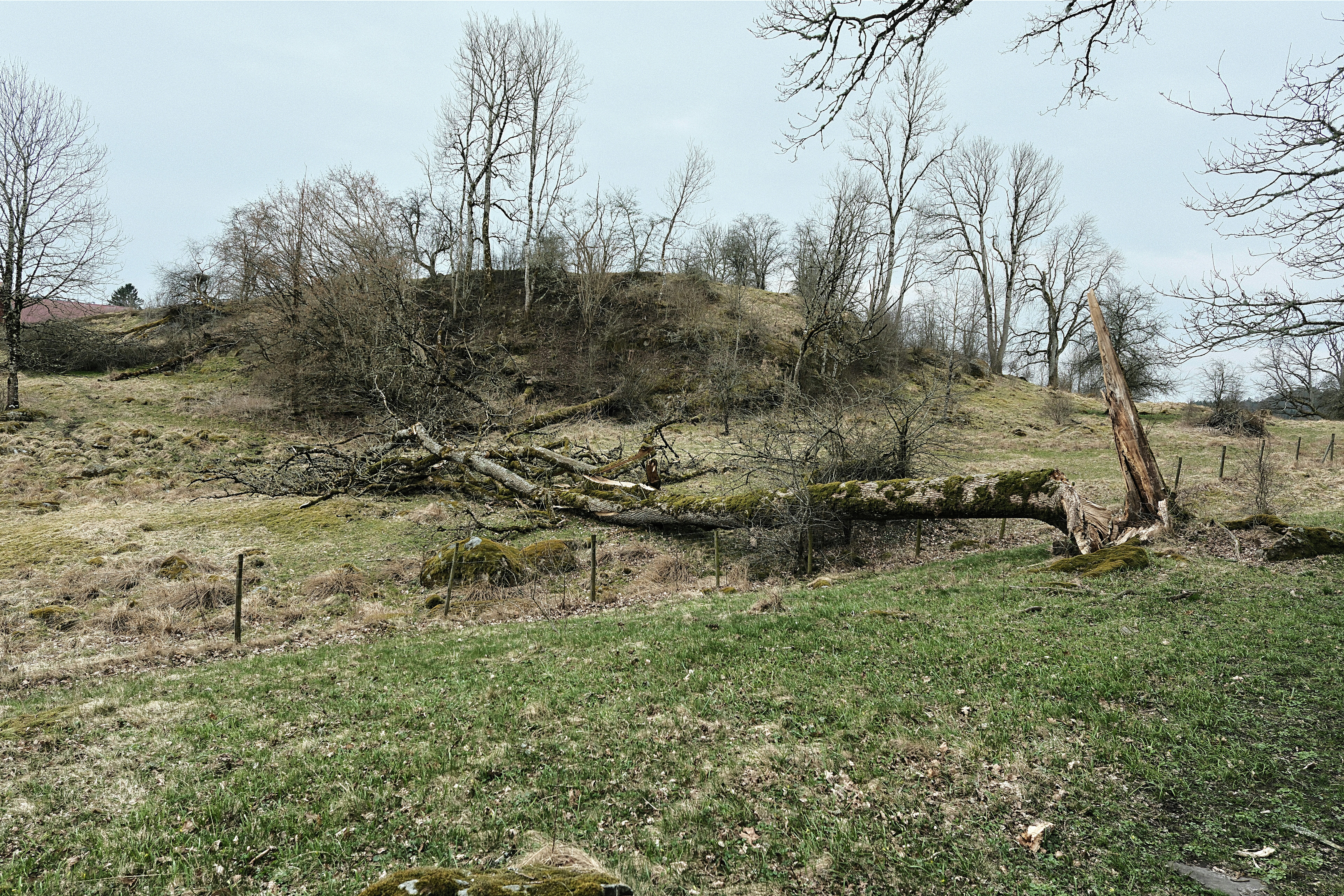 Fallen Cedar and rolling hill: a quiet scene of nature after the storm
