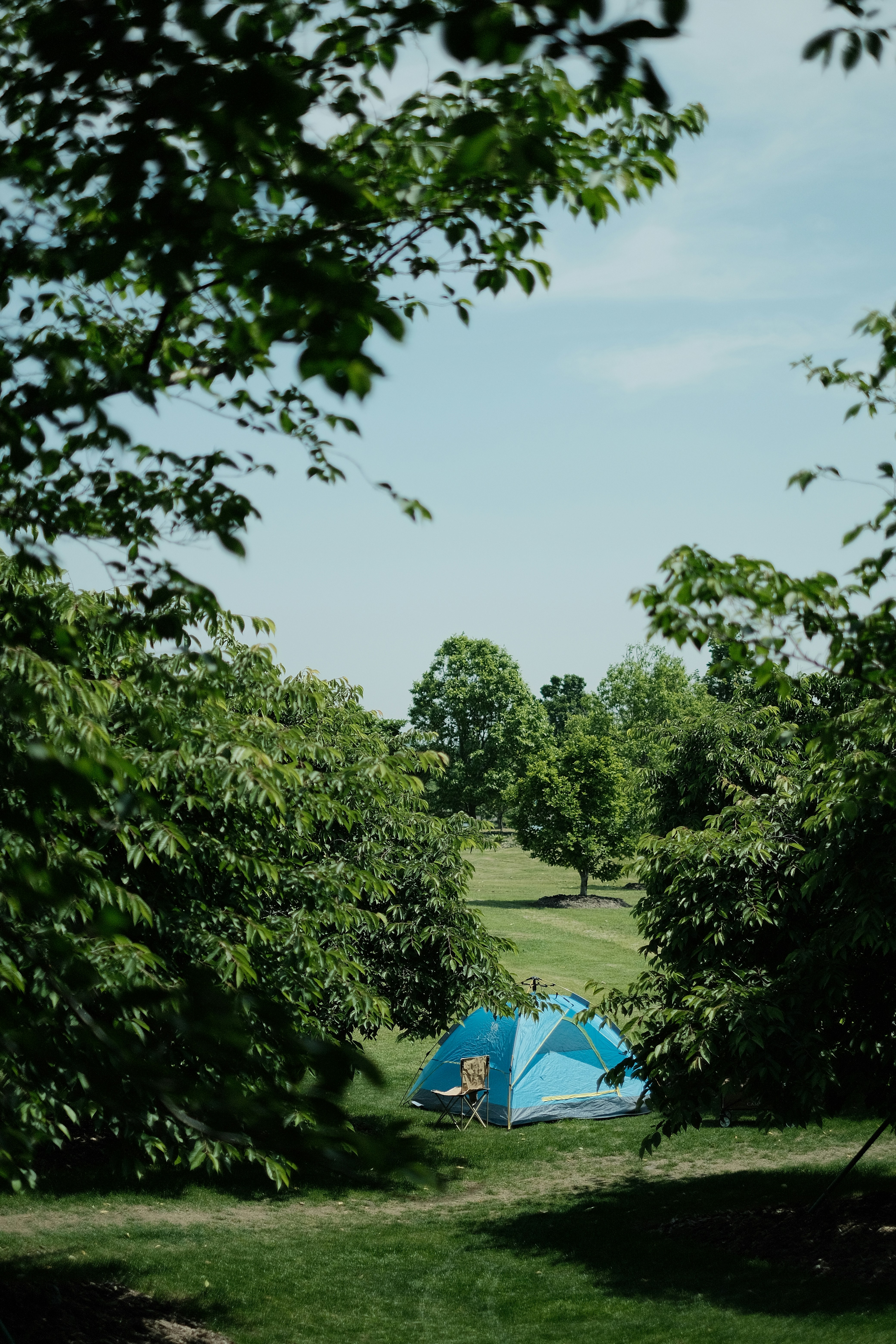Blue Tent in a Sunlit Clearing Framed by Green Canopy