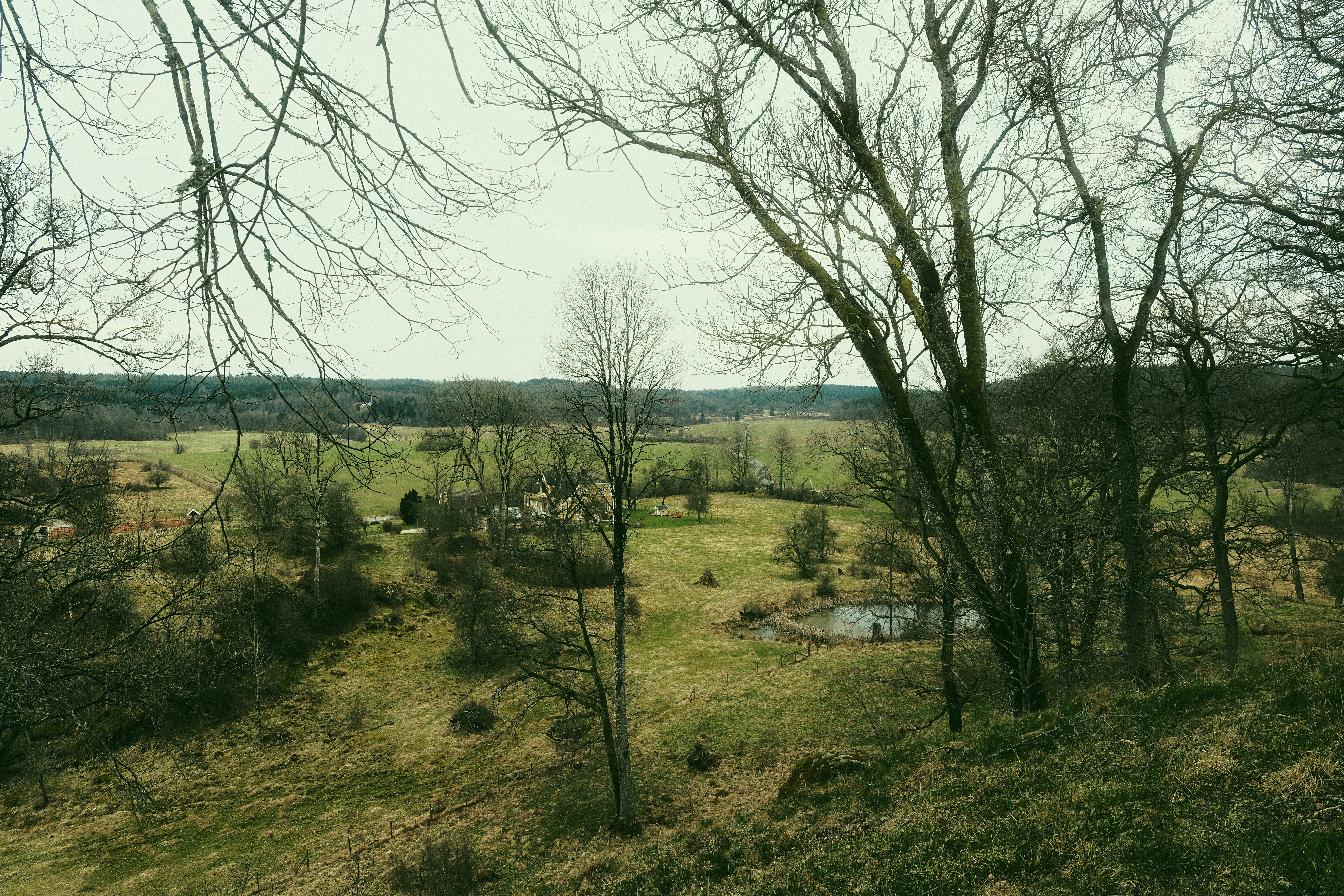 Open Prairie with Striated Trees under Soft Horizon