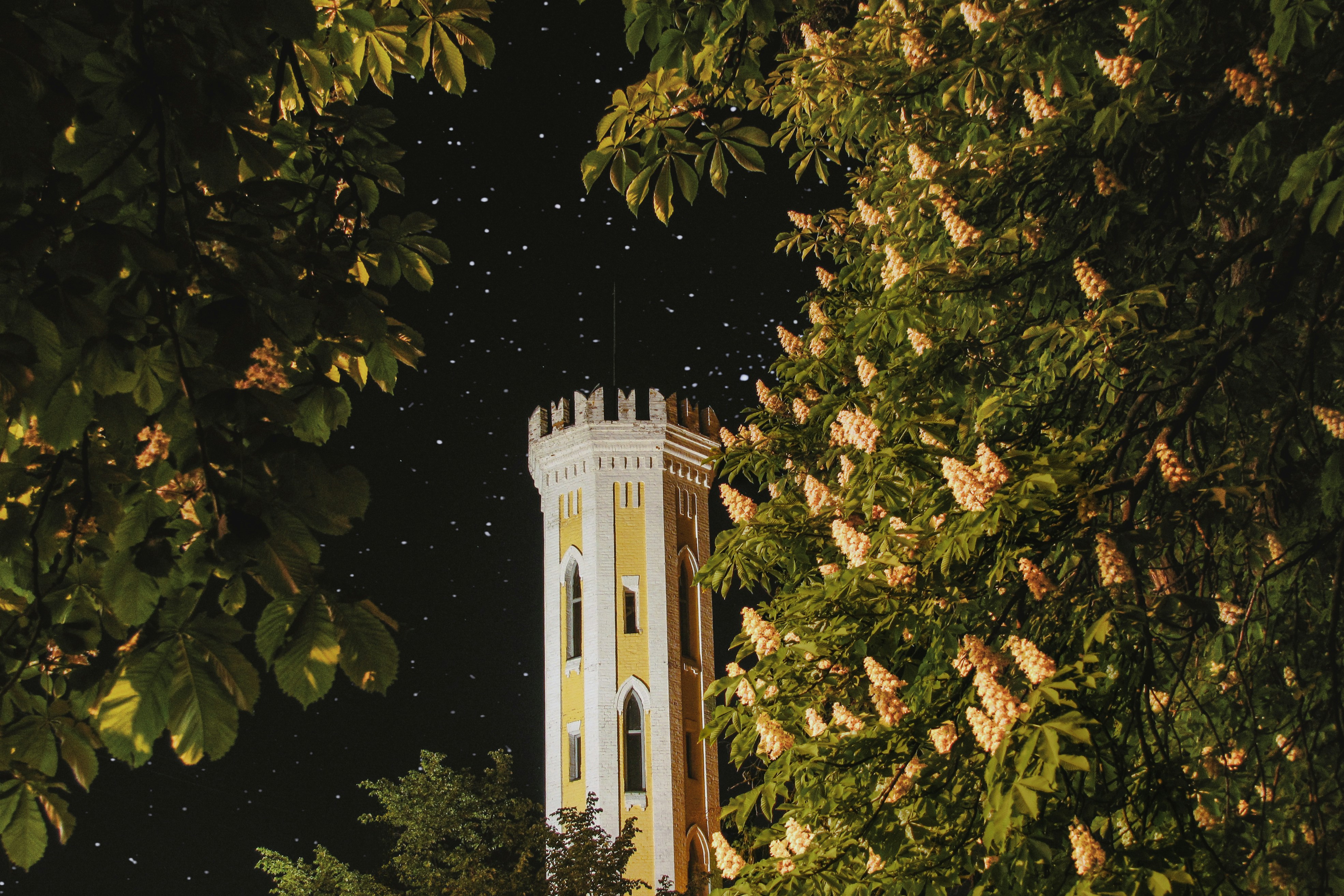 Moonlit Clock Tower Framed by Whispering Foliage